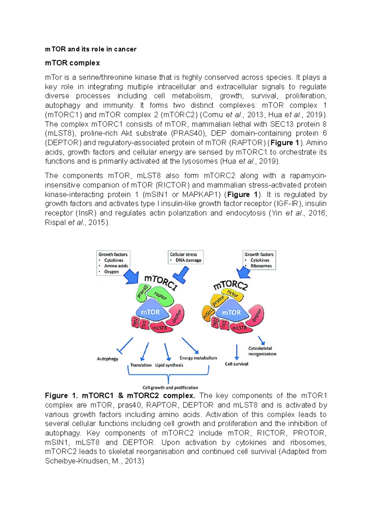 mTOR and cancer - mTOR and its role in cancer mTOR complex mTor is a ...