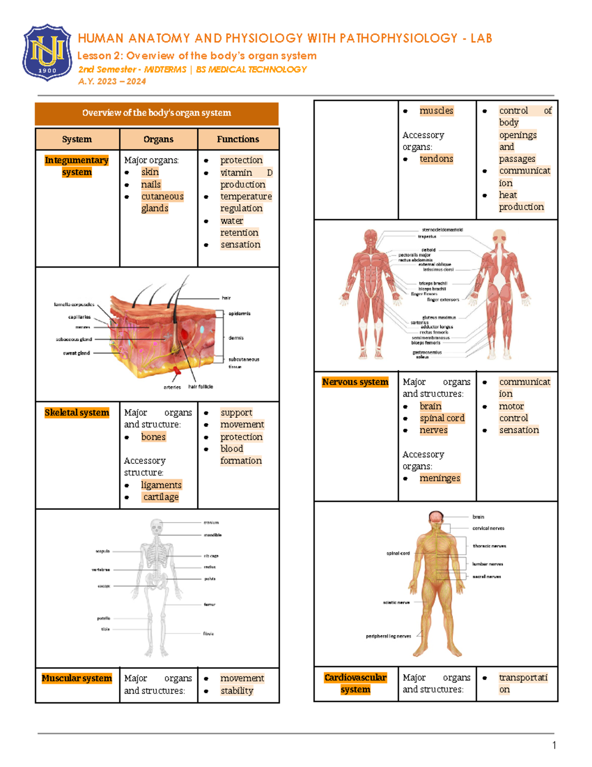 Lesson 3 Overview of the body’s organ system - HUMAN ANATOMY AND ...