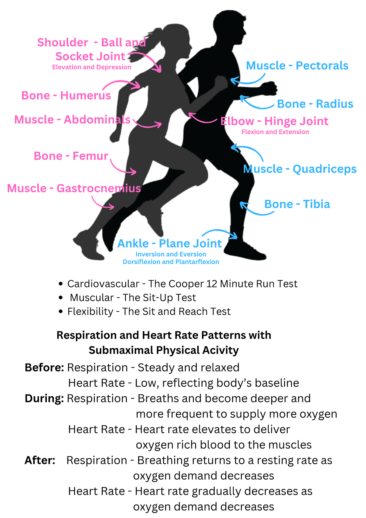 Kate Smith - Pdhpe Poster - Bone - Tibia Muscle - Abdominals Bone ...
