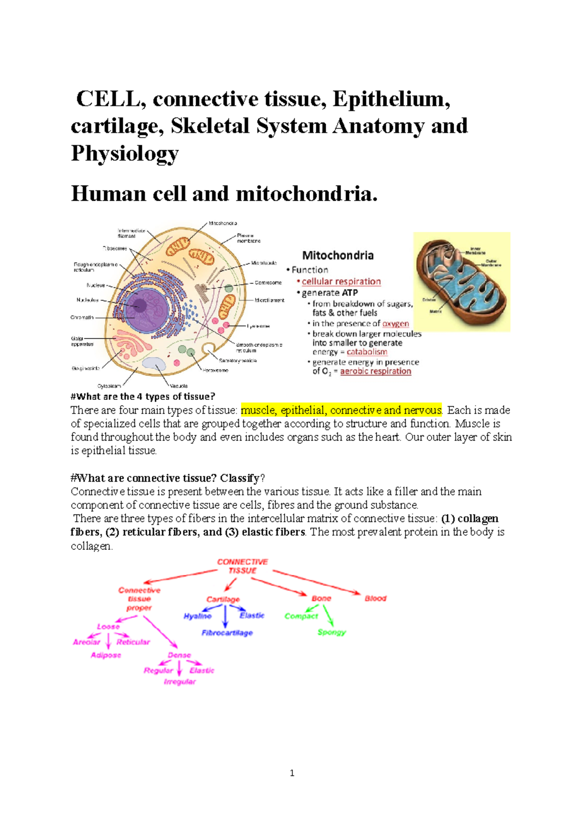 Skeletal System Anatomy and Physiology - CELL, connective tissue ...