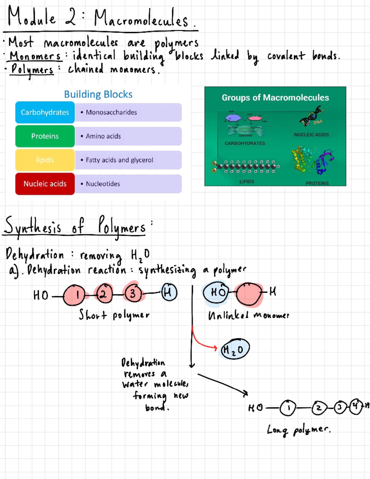 BIOL 1345 (Macromolecules) - BIOL 1345 - Studocu