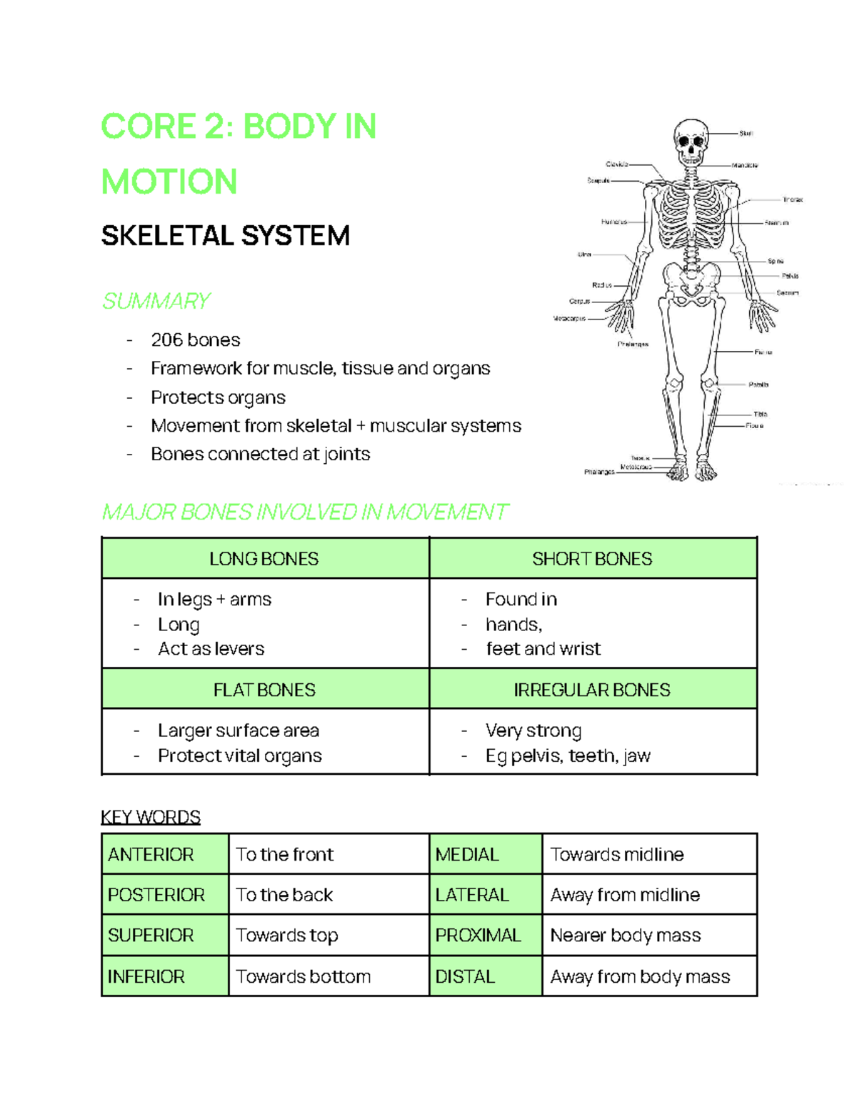CORE 2 BODY IN Motion - CORE 2: BODY IN MOTION SKELETAL SYSTEM SUMMARY ...