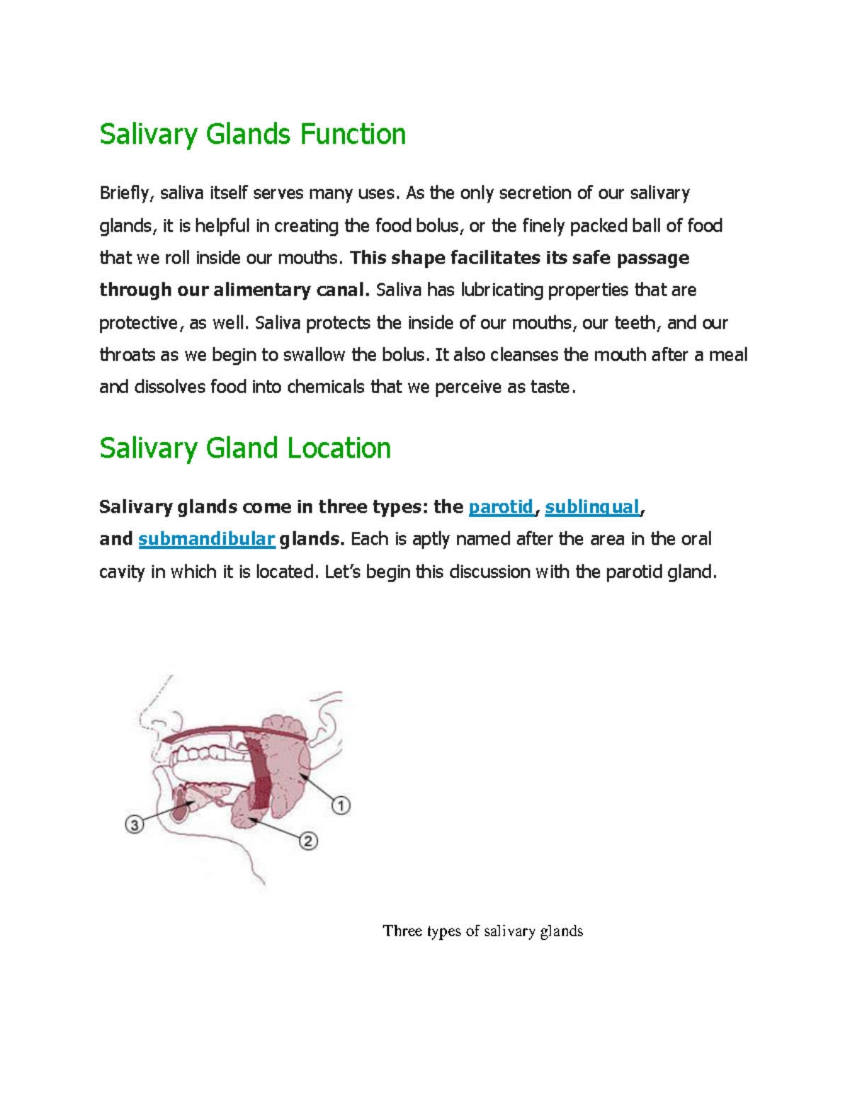 Salivary Glands Function - Salivary Glands Function Briefly, saliva ...