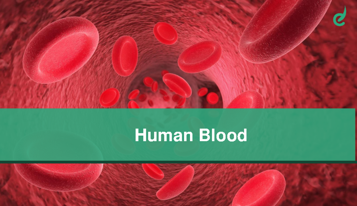 Blood and its functions - Human Blood Blood ####### Main circulatory ...