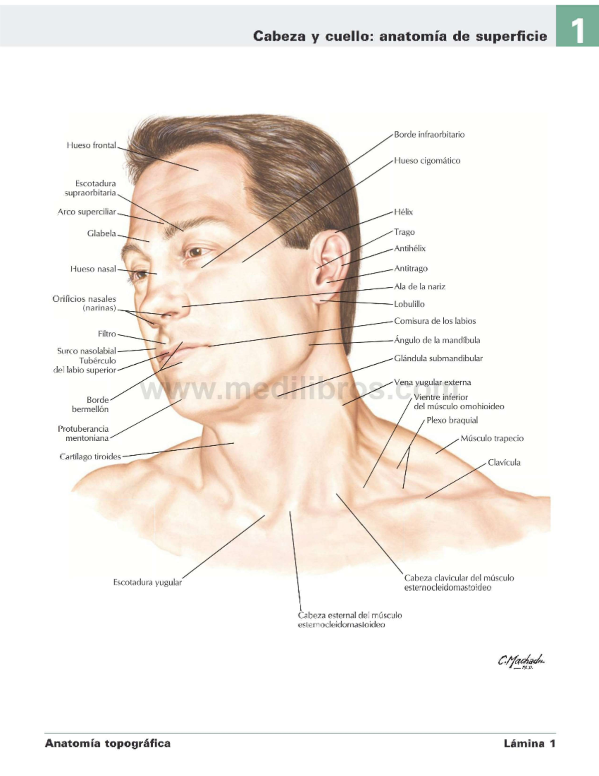 Cabeza y cuello - Anatomía - Studocu