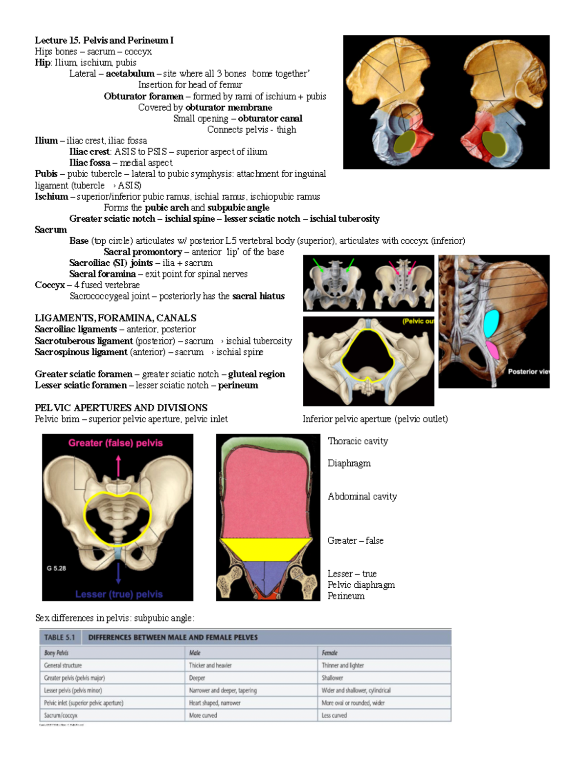 Lecture 15 Pelvis and Perineum - Lecture 15. Pelvis and Perineum I Hips ...