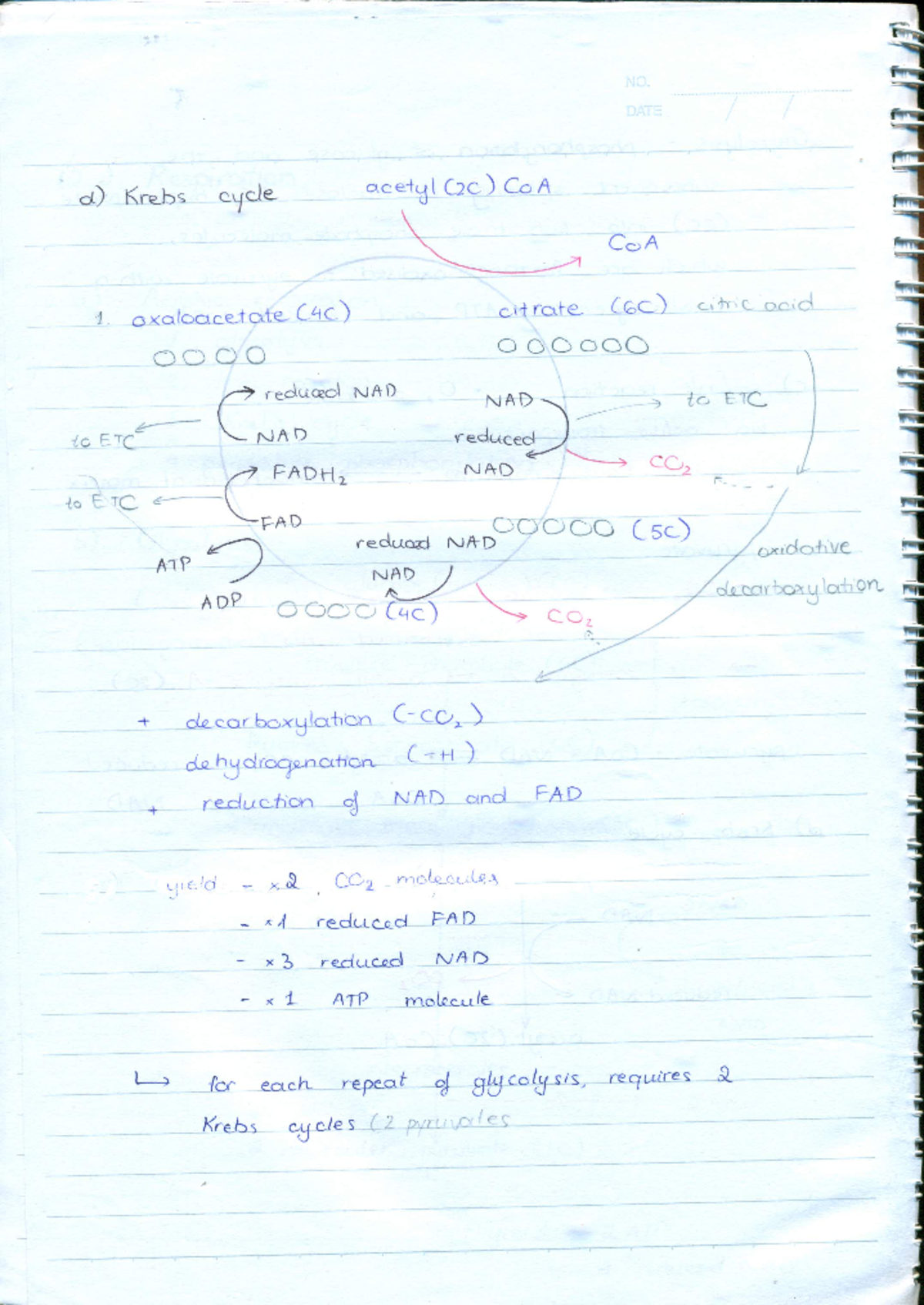 12 - hello - NO. DATE d) Krebs cycle acetyl (2C) CoA CoA 1 ...