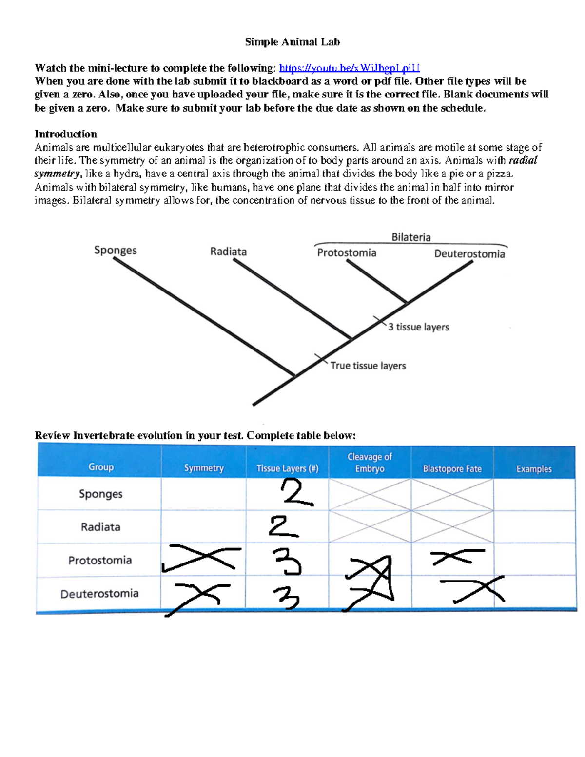 Simple Animal Lab - Lab Work - Simple Animal Lab Watch the mini-lecture ...