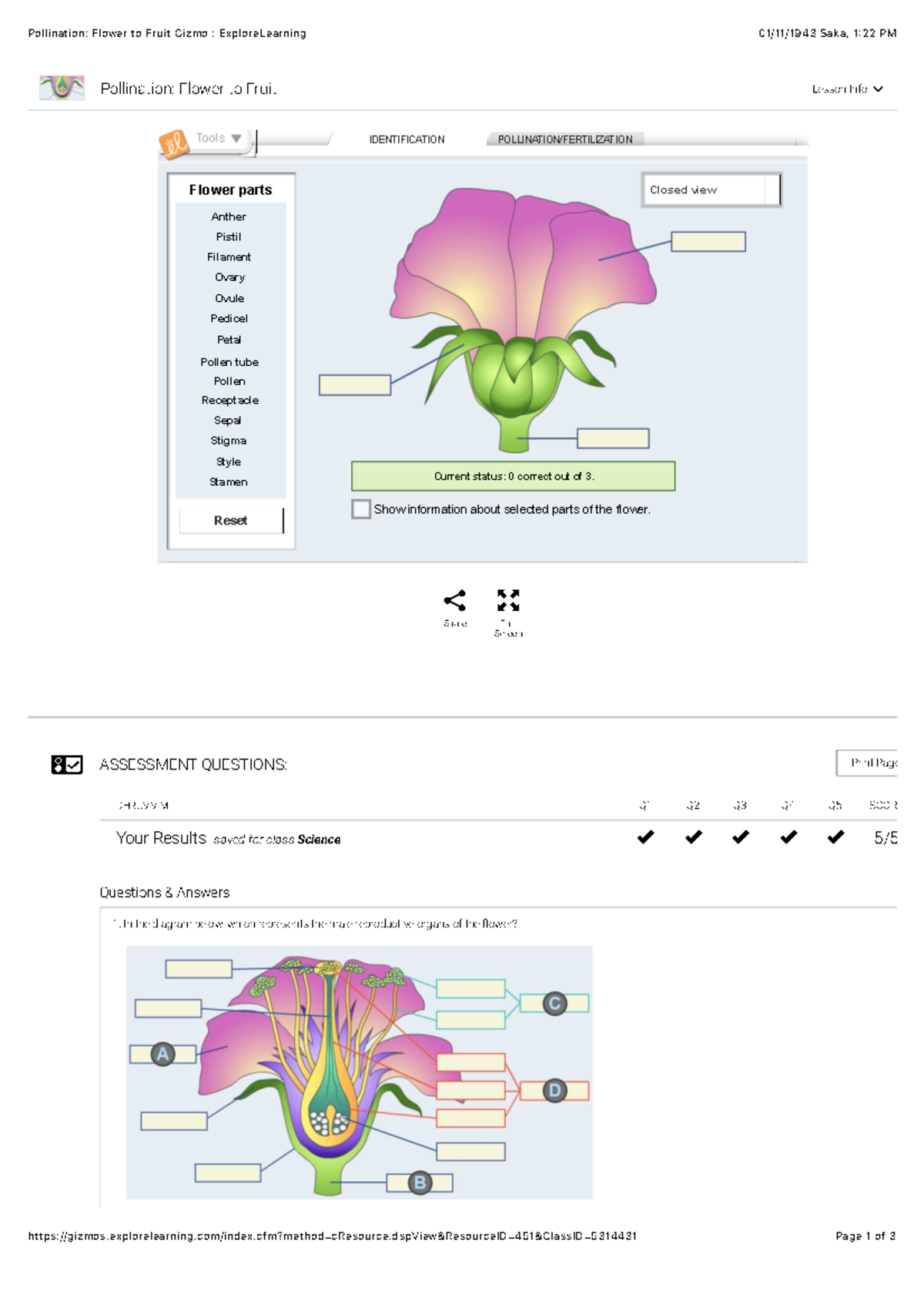 Pollination Gizmo Test Answers Pollination Flower To Fruit Gizmo