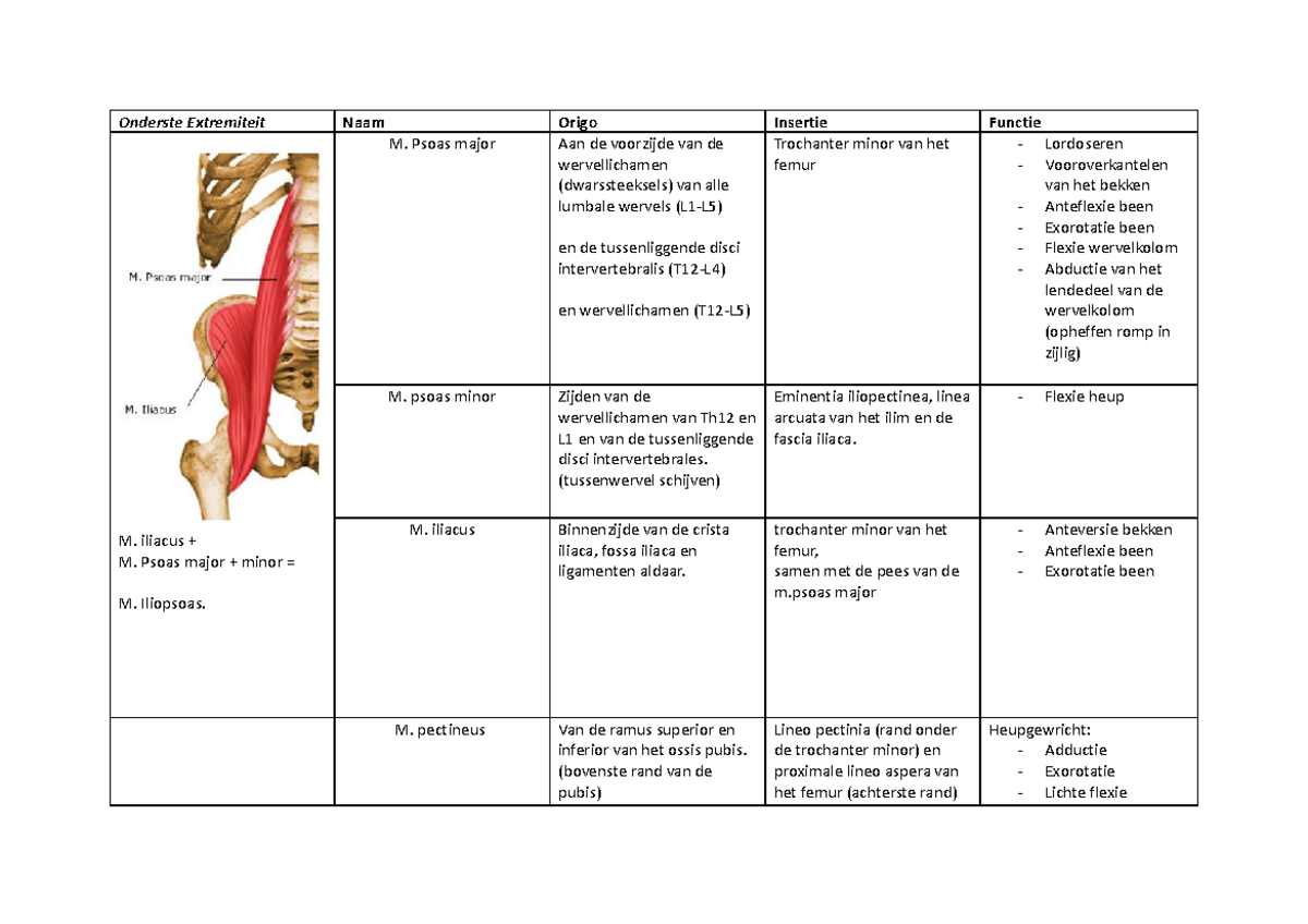 Spieren origo insertie functie O.E - Onderste Extremiteit Naam Origo ...
