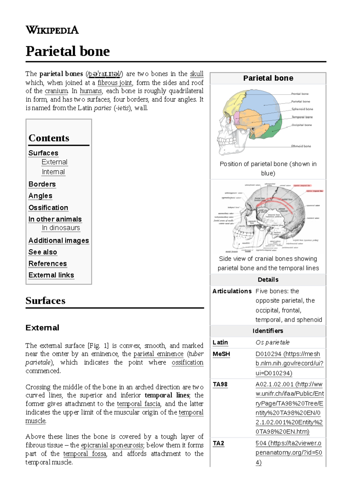 Parietal bone - nth - Parietal bone Position of parietal bone (shown in ...