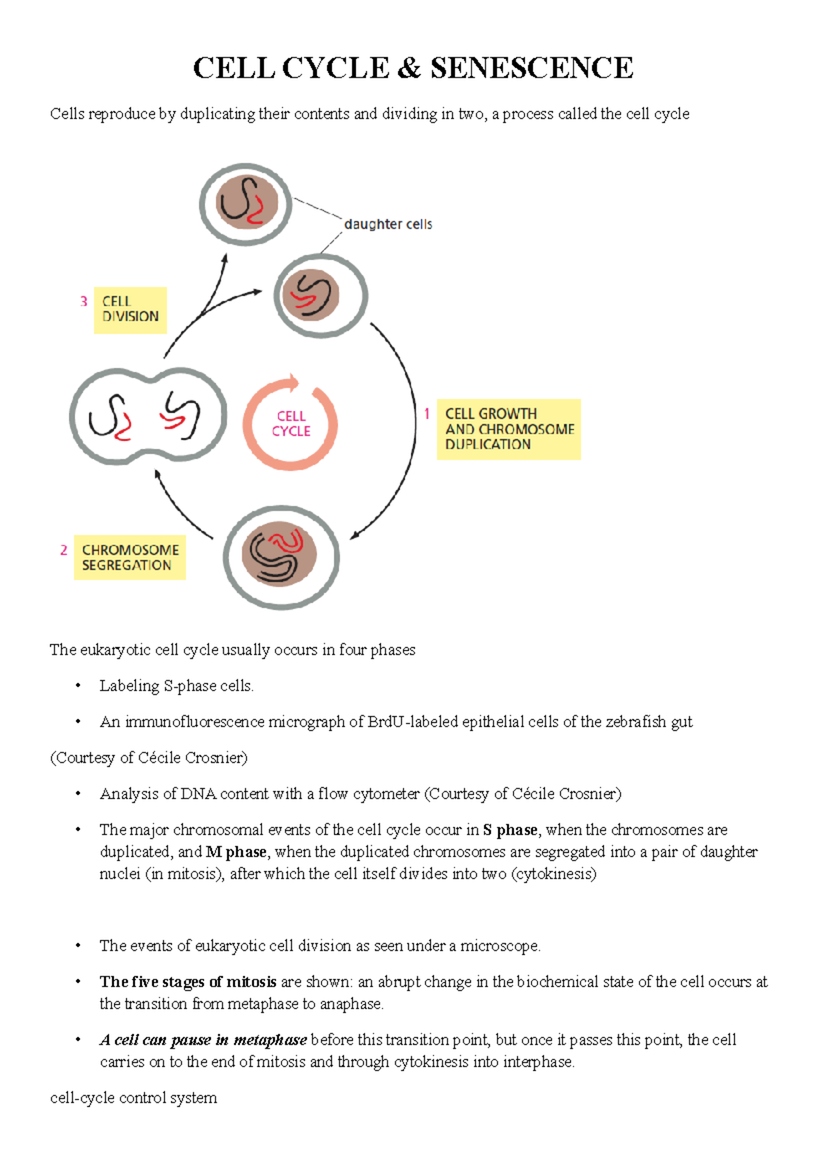 CELL Cycle - CELL CYCLE & SENESCENCE Cells reproduce by duplicating ...