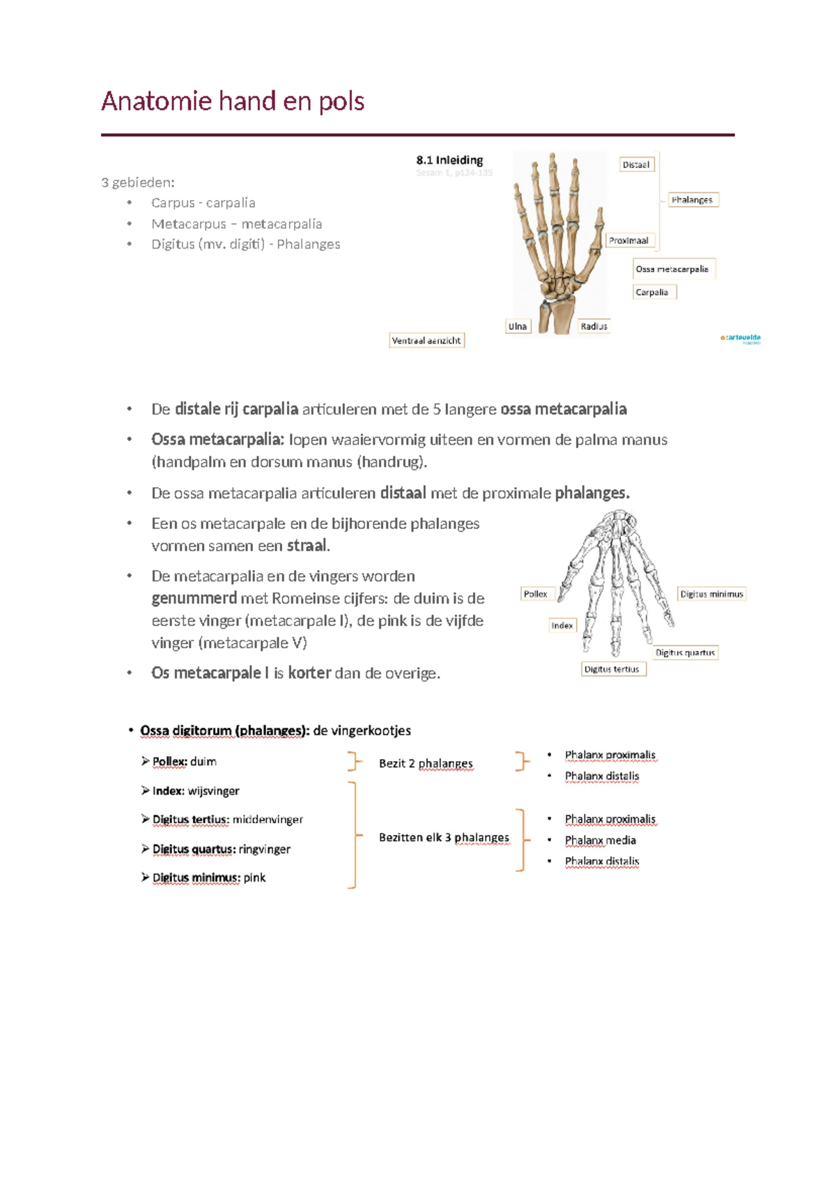 Anatomie hand en pols - digiti) - Phalanges • De distale rij carpalia ...