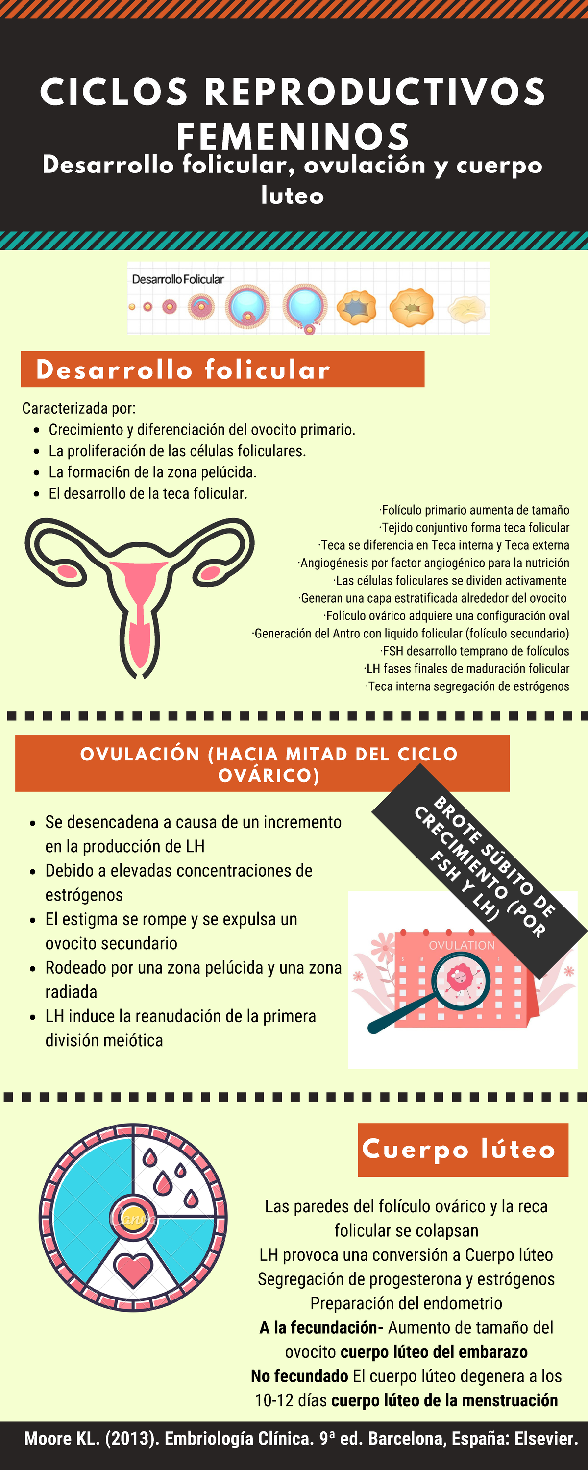 Ciclos reproductivos femeninos [Tamaño original] - ####### Desarrollo ...