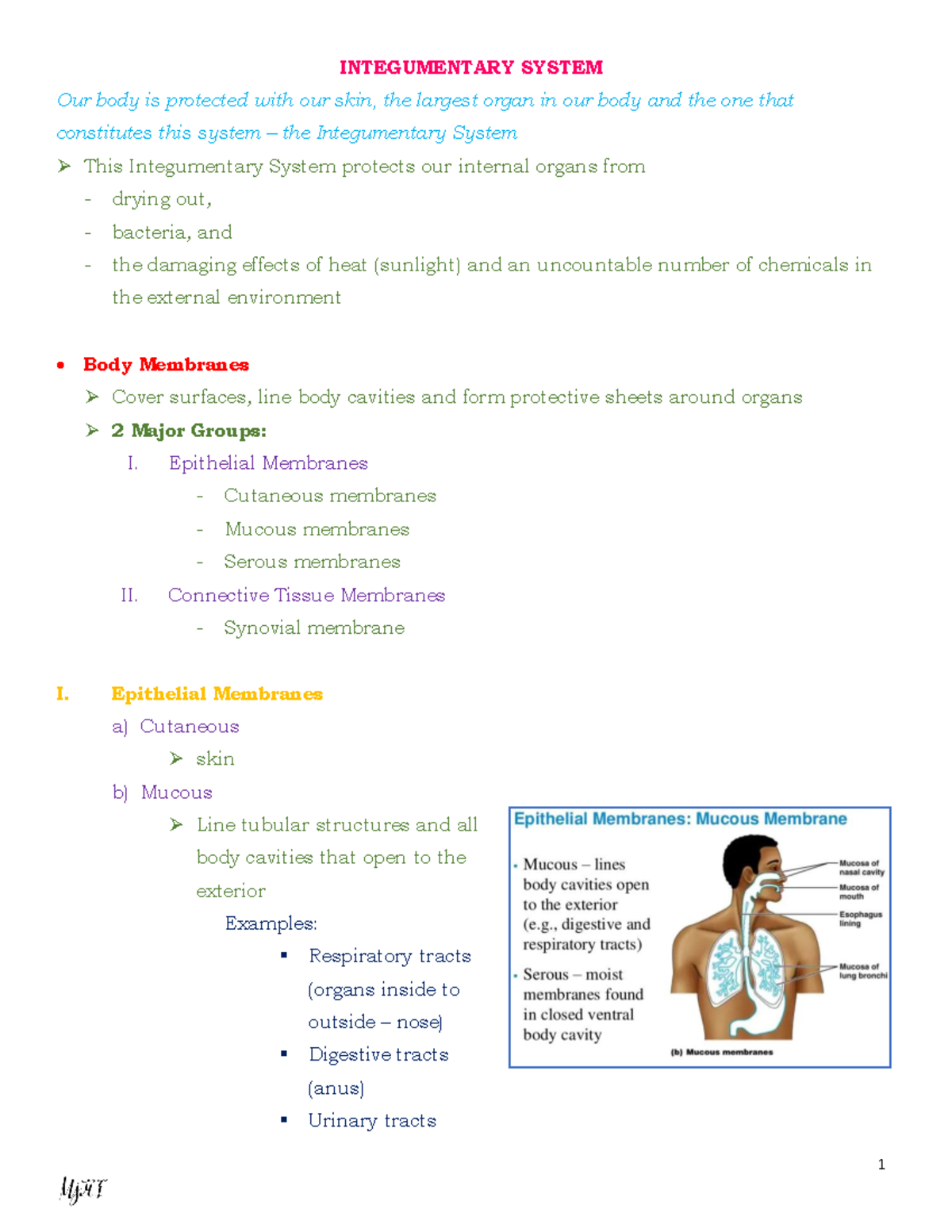 Lesson 3 - Integumentary System - INTEGUMENTARY SYSTEM Our body is ...