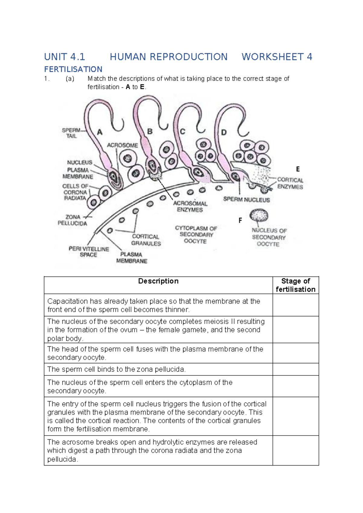 human reproduction q - UNIT 4 HUMAN REPRODUCTION WORKSHEET 4 ...