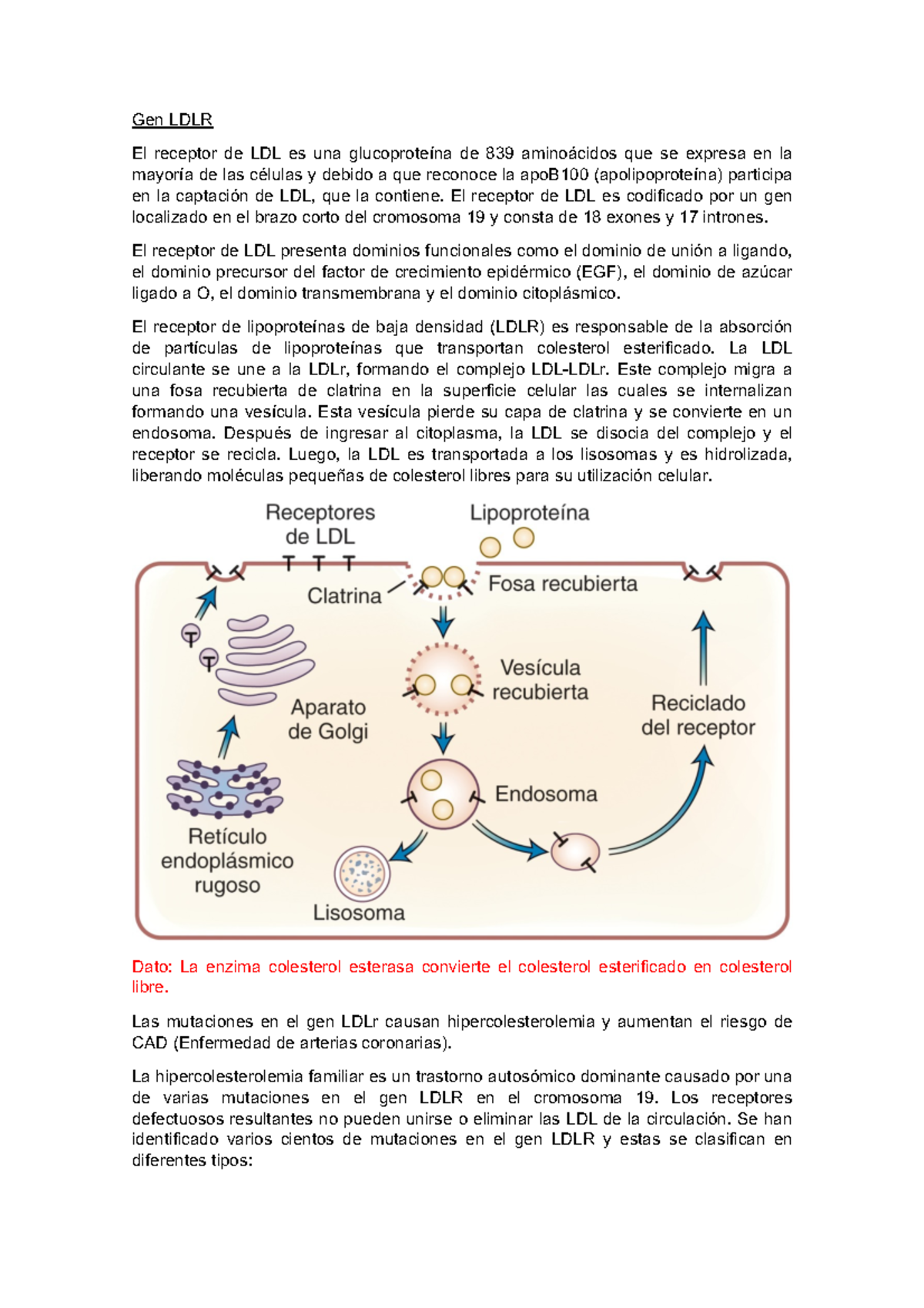 Recap Biología - Gen LDLR El receptor de LDL es una glucoproteína de ...