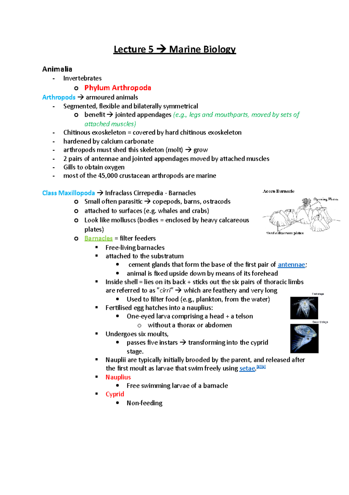 W5.L12 (5) - Marine Biology - Lecture 5 Marine Biology Animalia ...