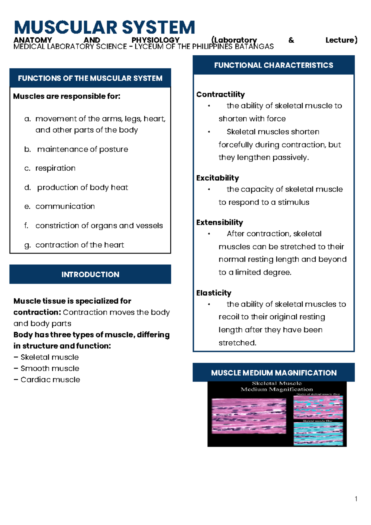 Muscular System Anaphy - ANATOMY AND PHYSIOLOGY (Laboratory & Lecture ...