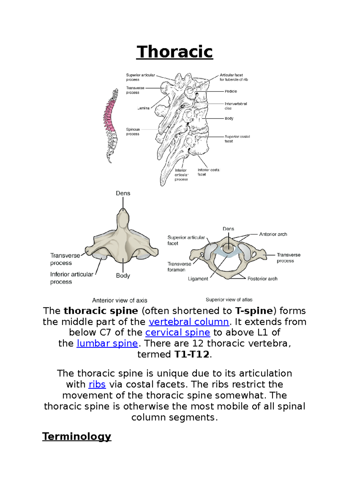 Spinal Bones - Thoracic Spine - Thoracic The thoracic spine (often ...