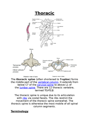 Pelvic Girdle - Coccyx - Coccyx The coccyx (plural: coccyges) is the ...