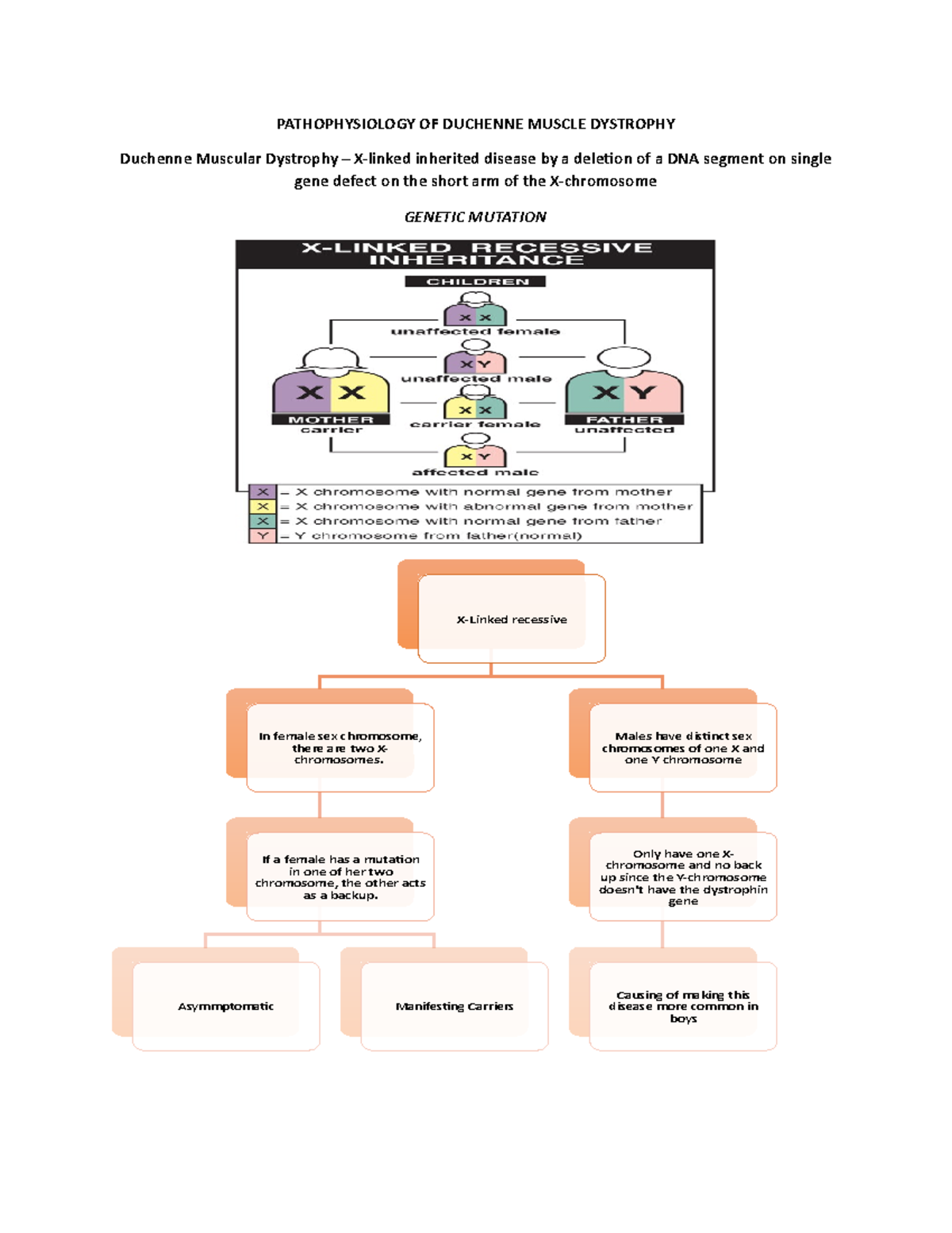 Pathophysiology OF Duchenne Muscle Dystrophy - PATHOPHYSIOLOGY OF ...