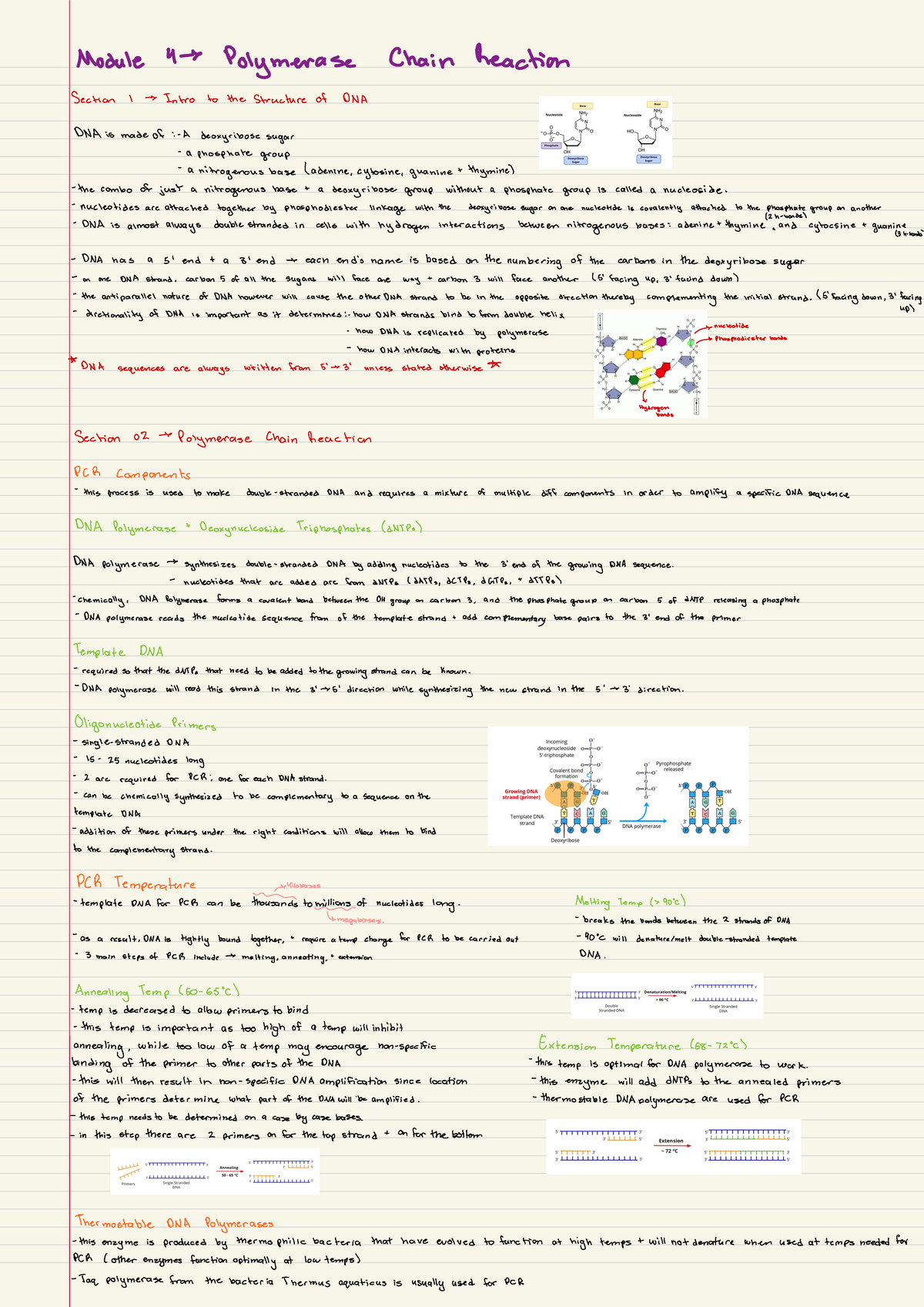 MICR 290 module 4 - Module 1 - Polymerase Chain Reaction Section 1 ...