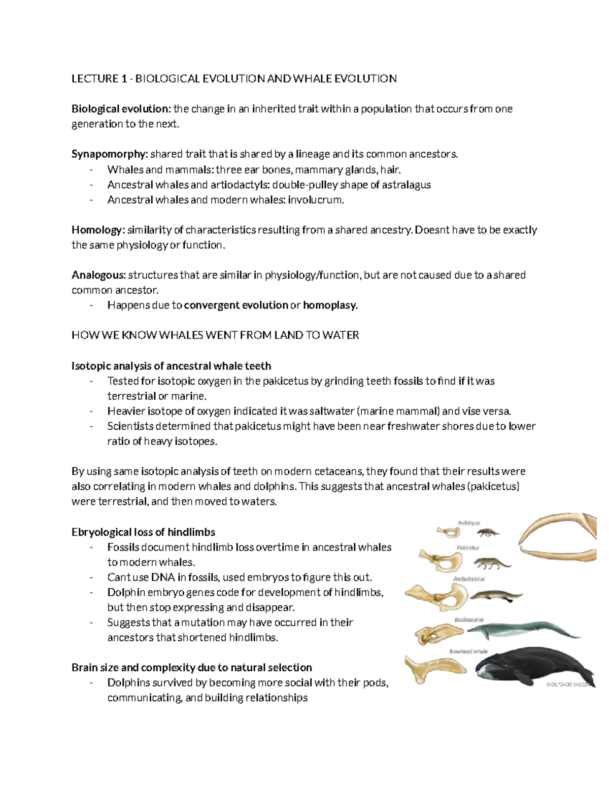 BIOL2400 Midterm 1 Notes - LECTURE 1 - BIOLOGICAL EVOLUTION AND WHALE ...