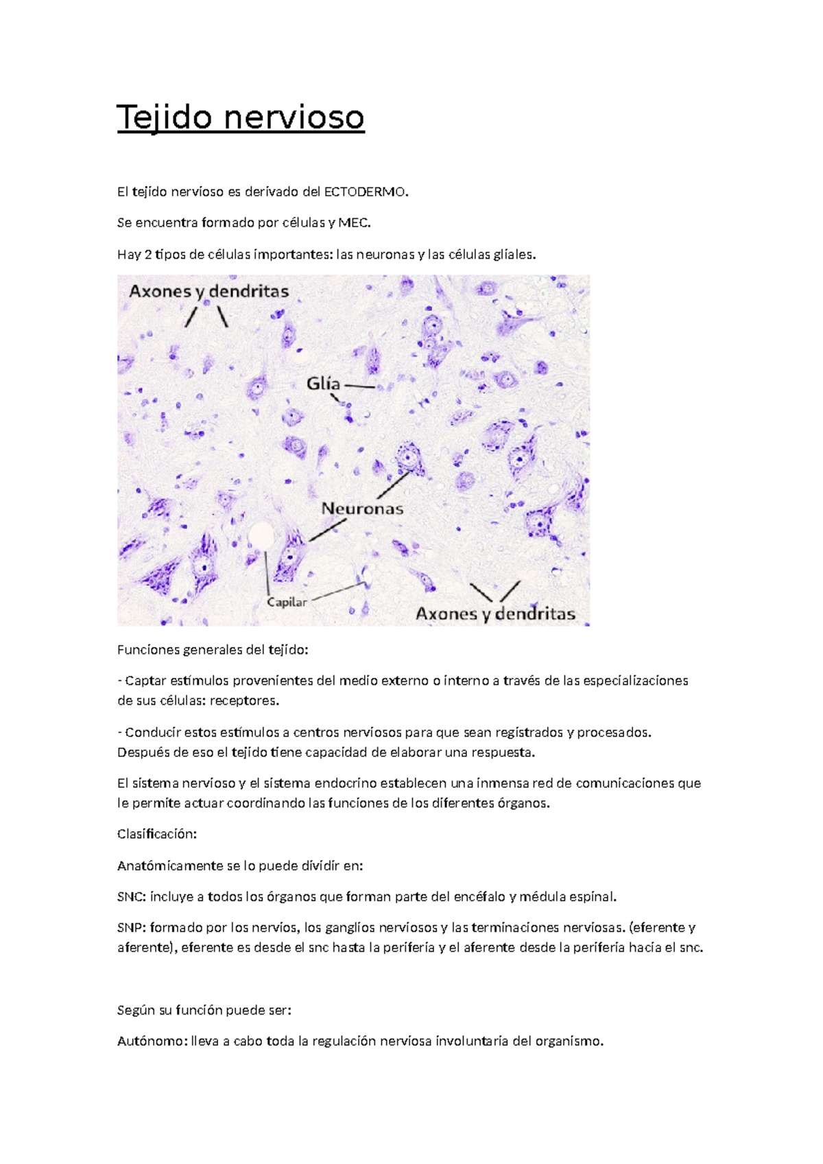 Tejido Nervioso - HISTOLOGIA - Tejido nervioso El tejido nervioso es ...