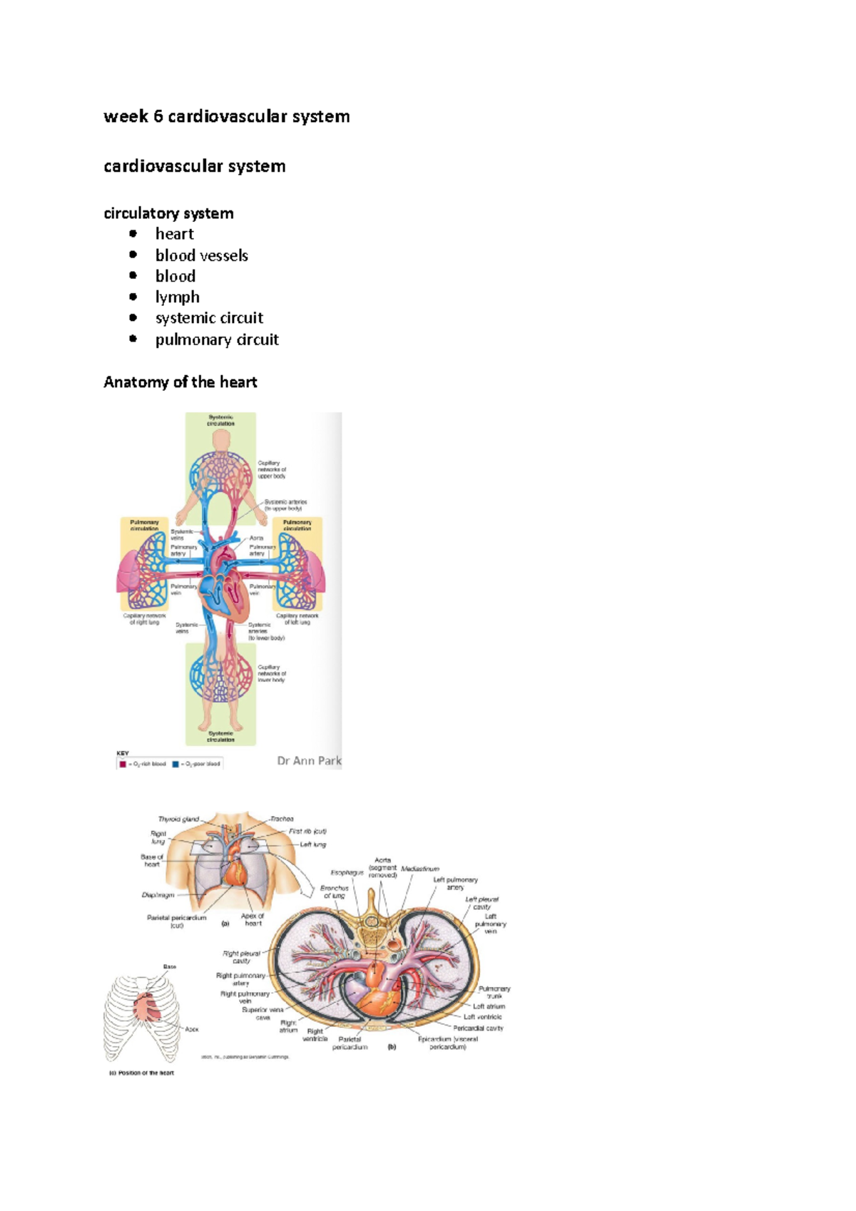 Week 6 cardiovascular system - week 6 cardiovascular system ...