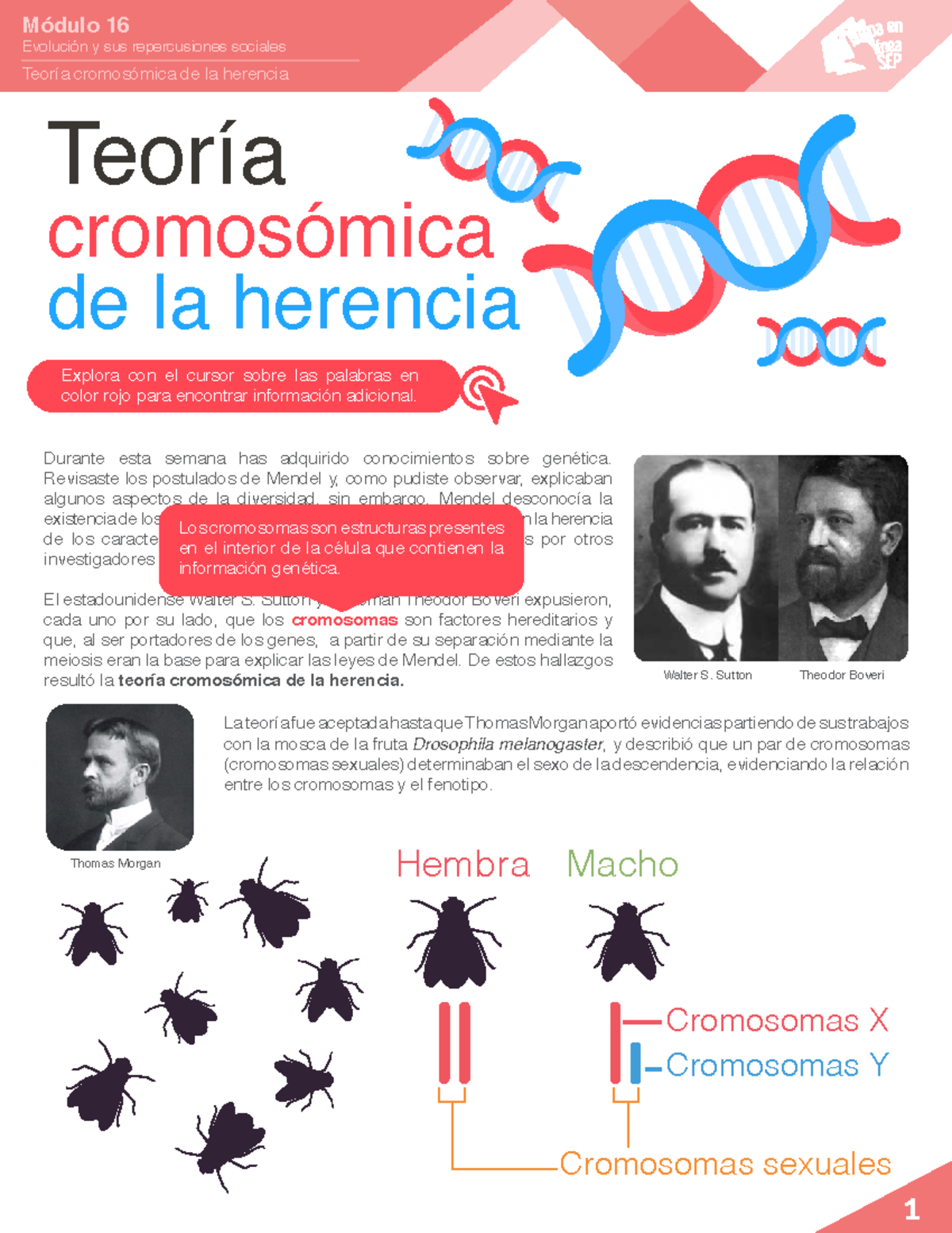 M16 S2 Teoria cromosomica de la herencia PDF - 1 Módulo 16 Evolución y ...