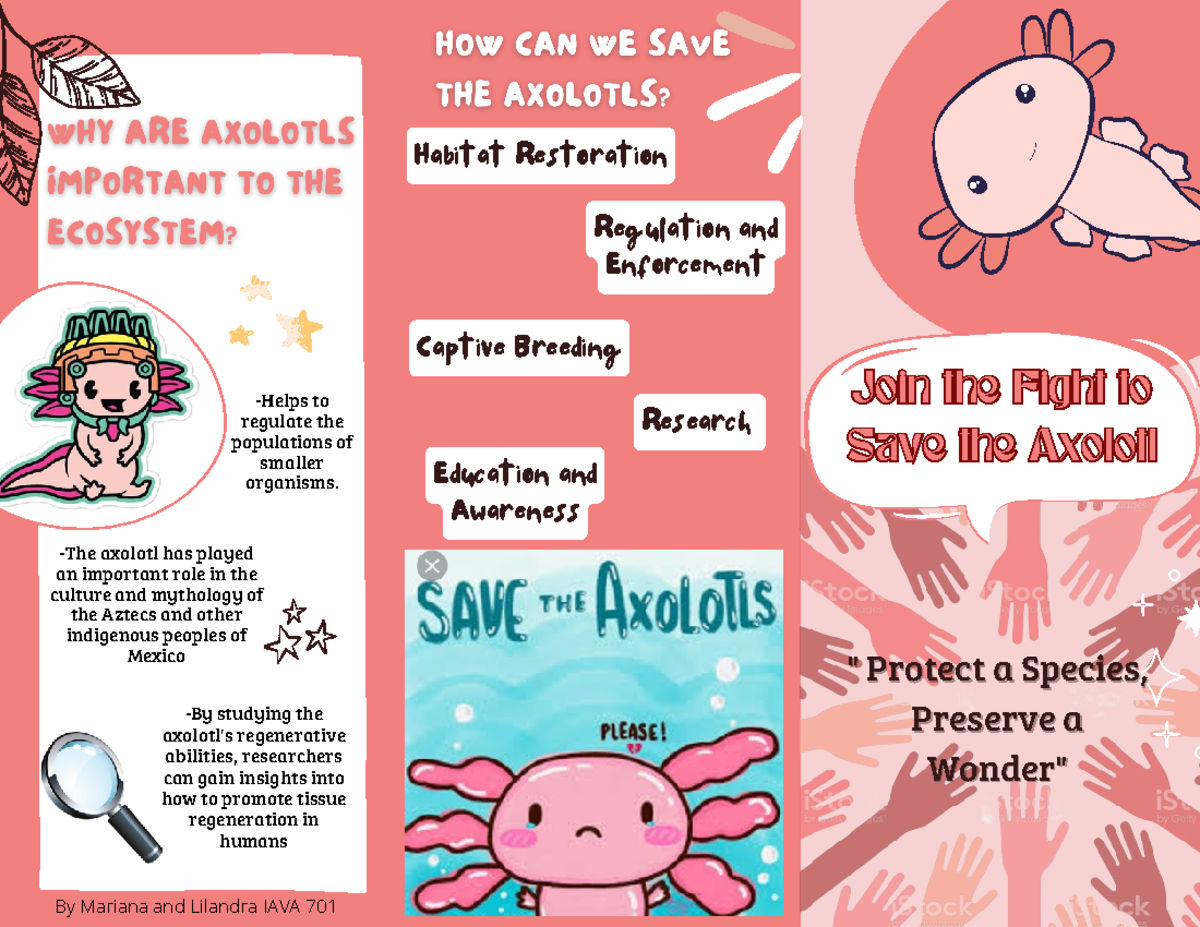 Brochure Axolotl Mariana Lilandra - Join the Fight to Save the Axolotl ...