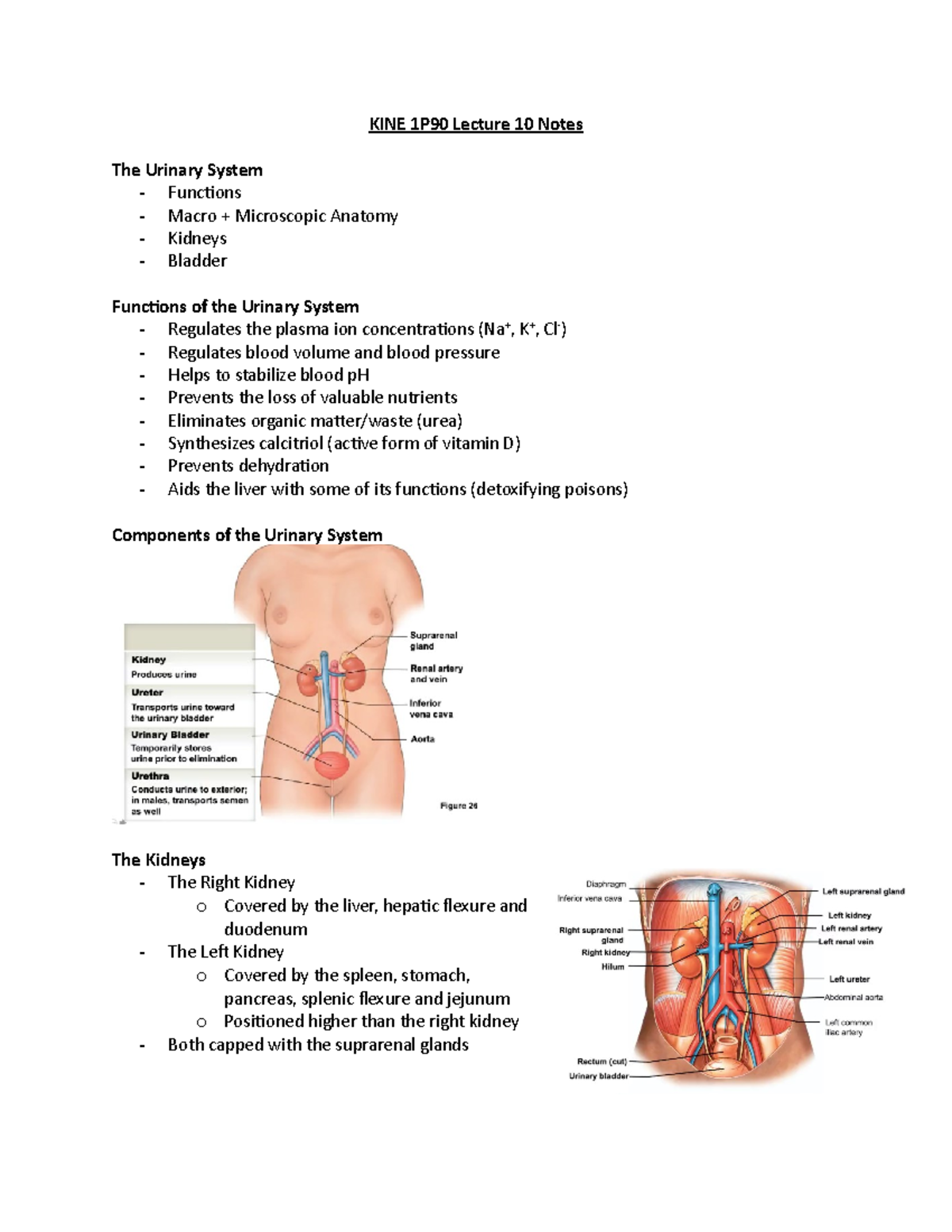 KINE 1P90 Lecture 10 Notes - KINE 1P90 Lecture 10 Notes The Urinary ...