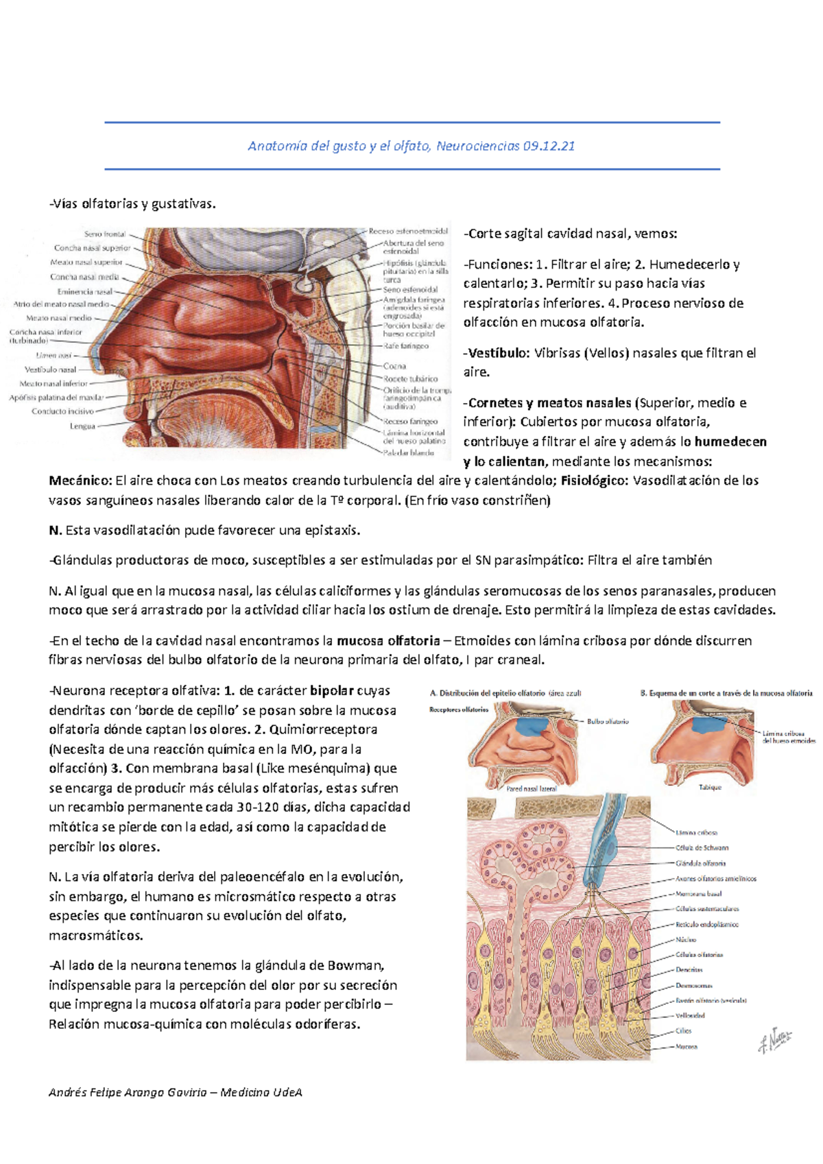 Anatomía del gusto y del olfato y fisiología y embriología de neuro ...
