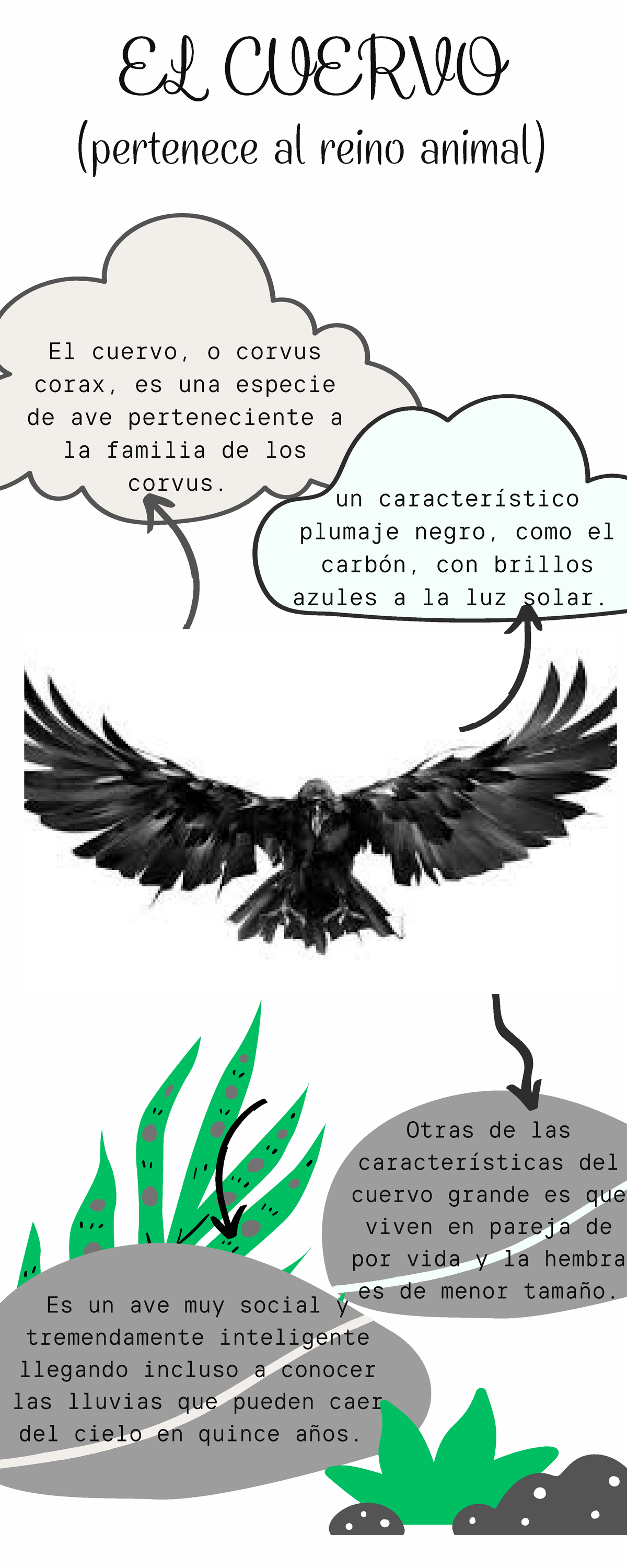 Infografia - ..... - EL CUERVO (pertenece al reino animal) ####### un ...