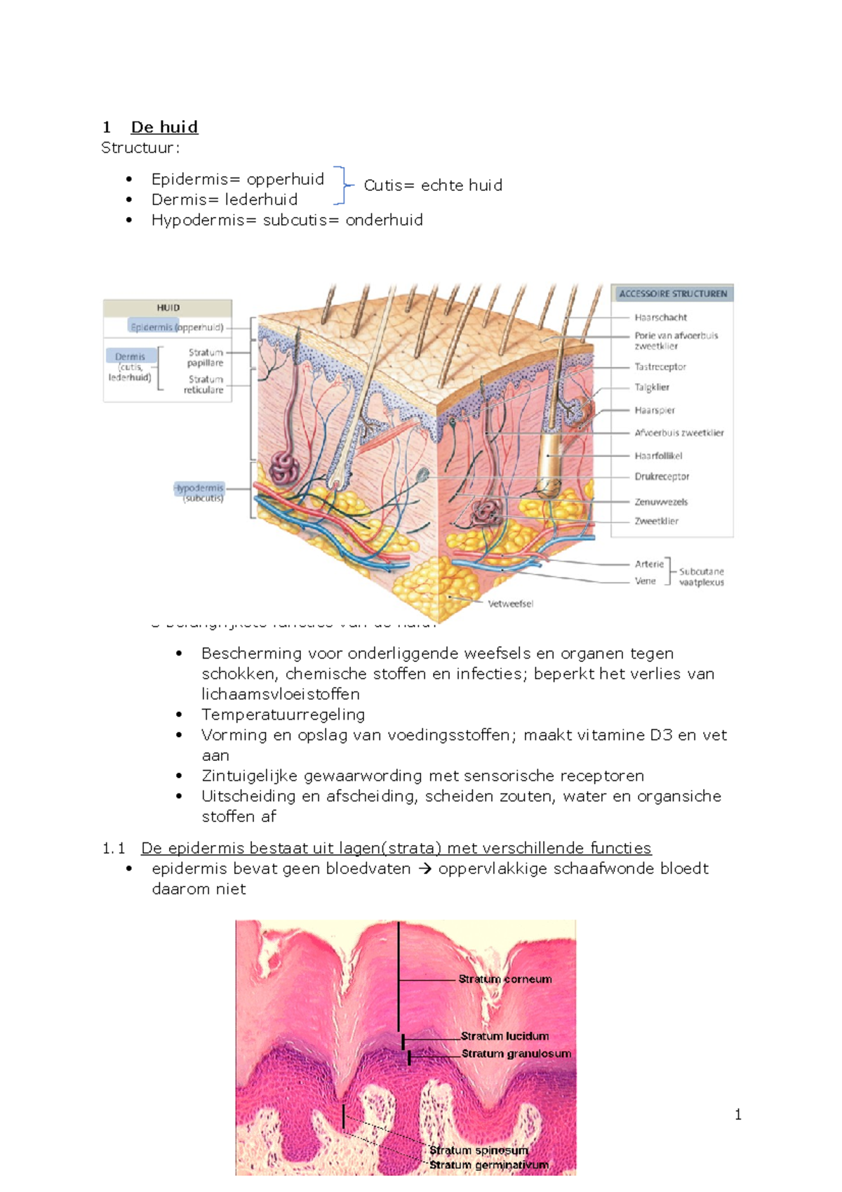 De huid anatomie en fysiologie - 1 De huid Structuur: Epidermis ...