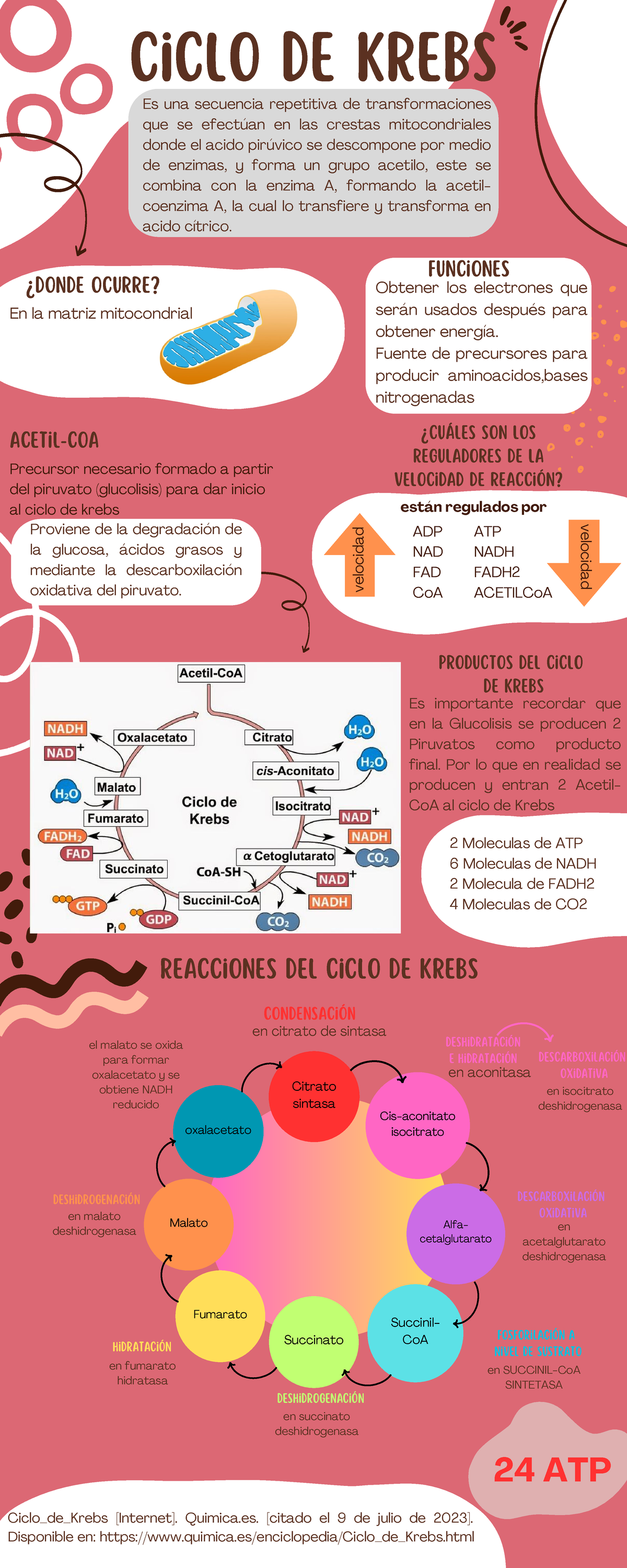 Ciclo de krebs - infografía - ciclo de krebs ¿Cuáles son los reguladores de la velocidad de ...