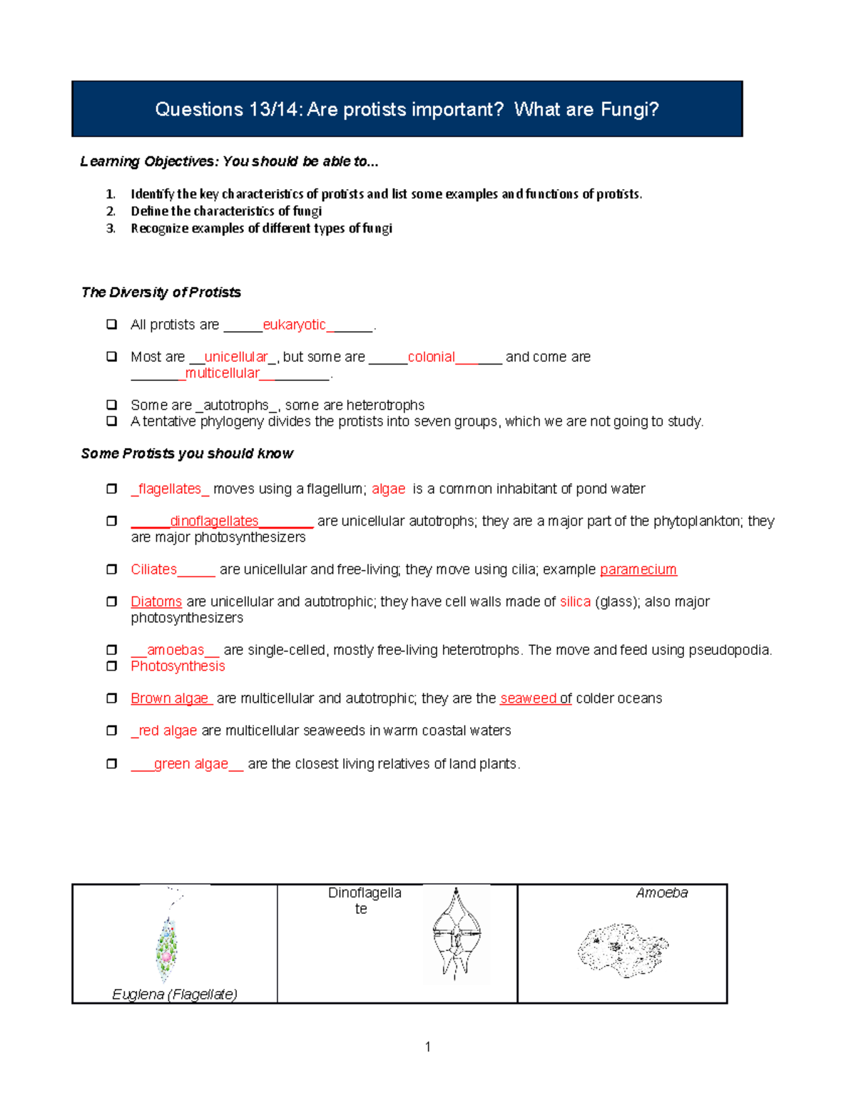 13- Protists and Fungi Notes copy - Questions 13/14: Are protists ...