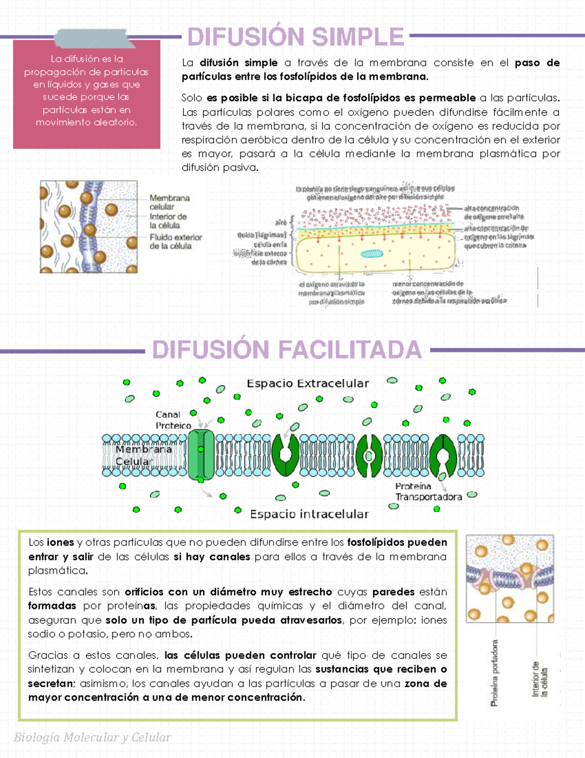 Transporte a través de la membrana - Biología Molecular y Celular La ...