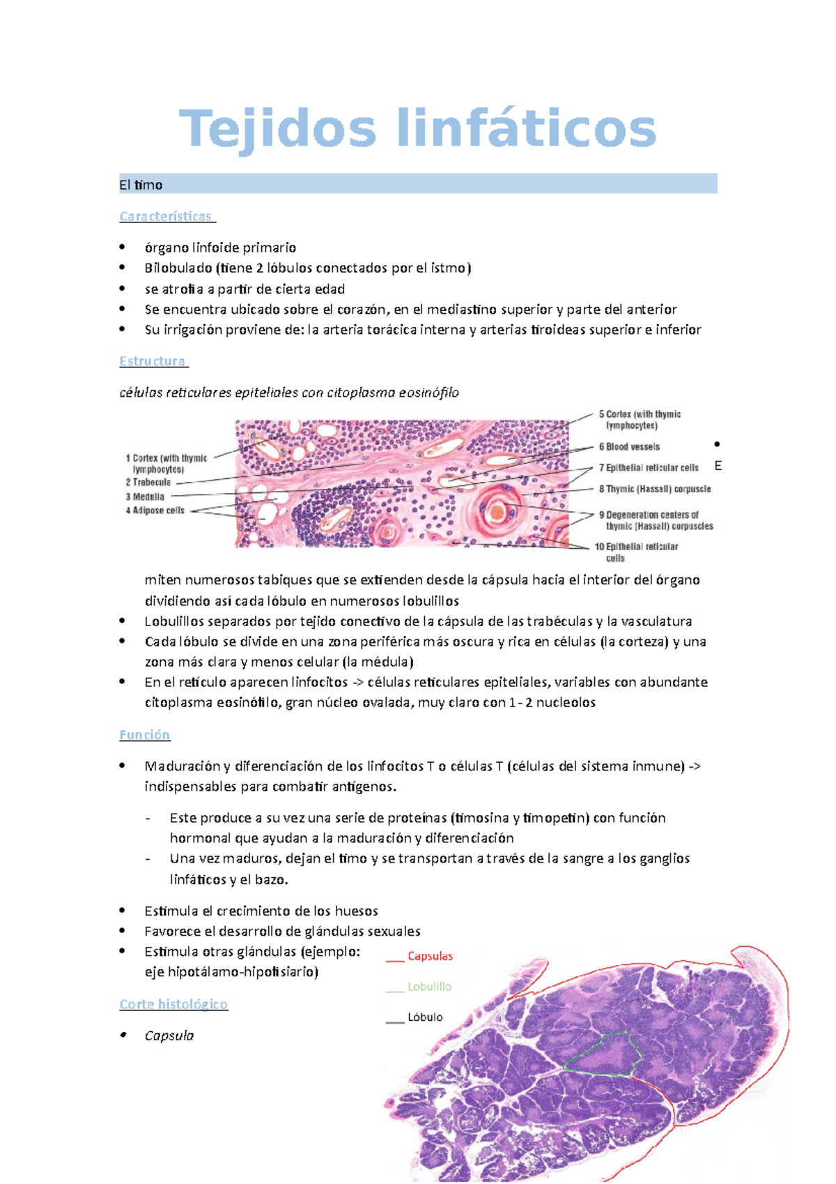 Tejidos inmunitarios 1 - Tejidos linfáticos El timo Características ...