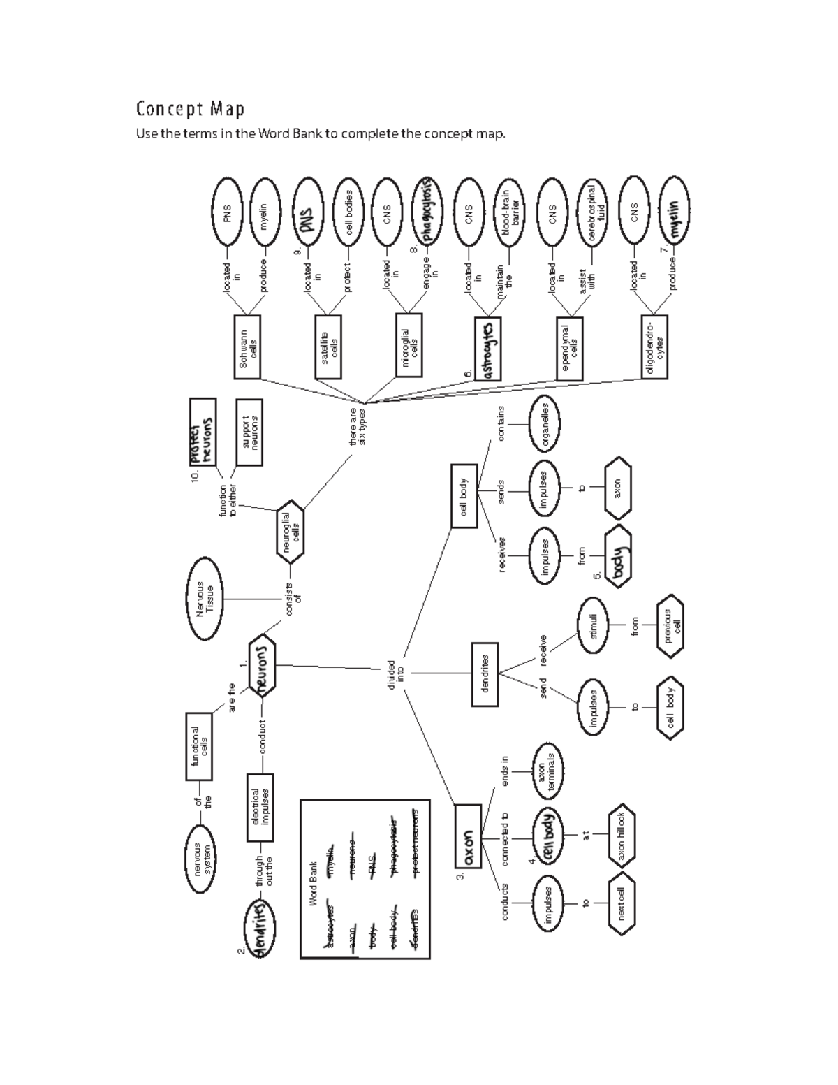 Chapter 12 - Concept Map - Concept m ap Use the terms in the Word Bank ...