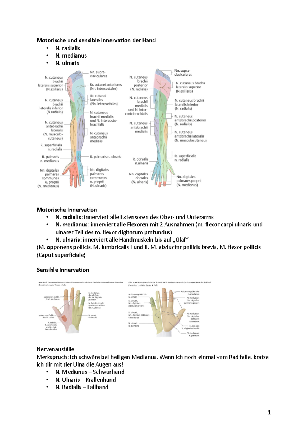 Handout Motorische und sensible Innervation der Hand - Motorische und ...
