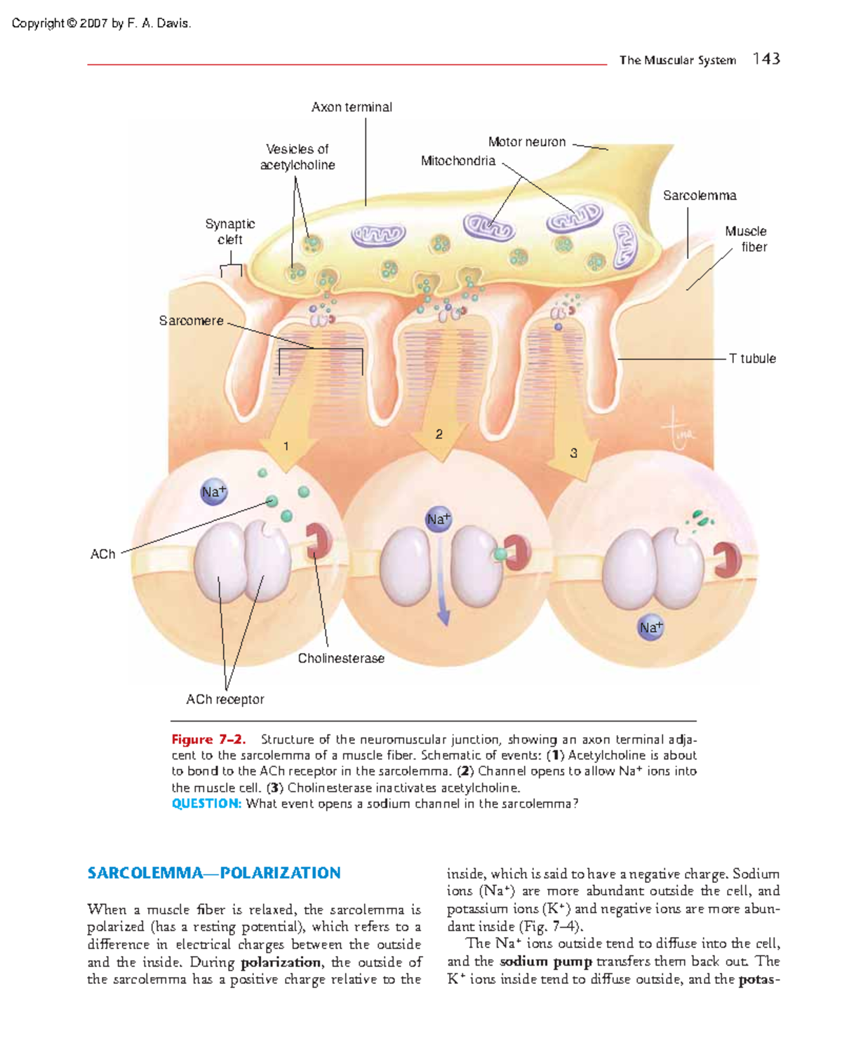 Essentials of Anatomy and Physiology 170 - SARCOLEMMA—POLARIZATION When ...