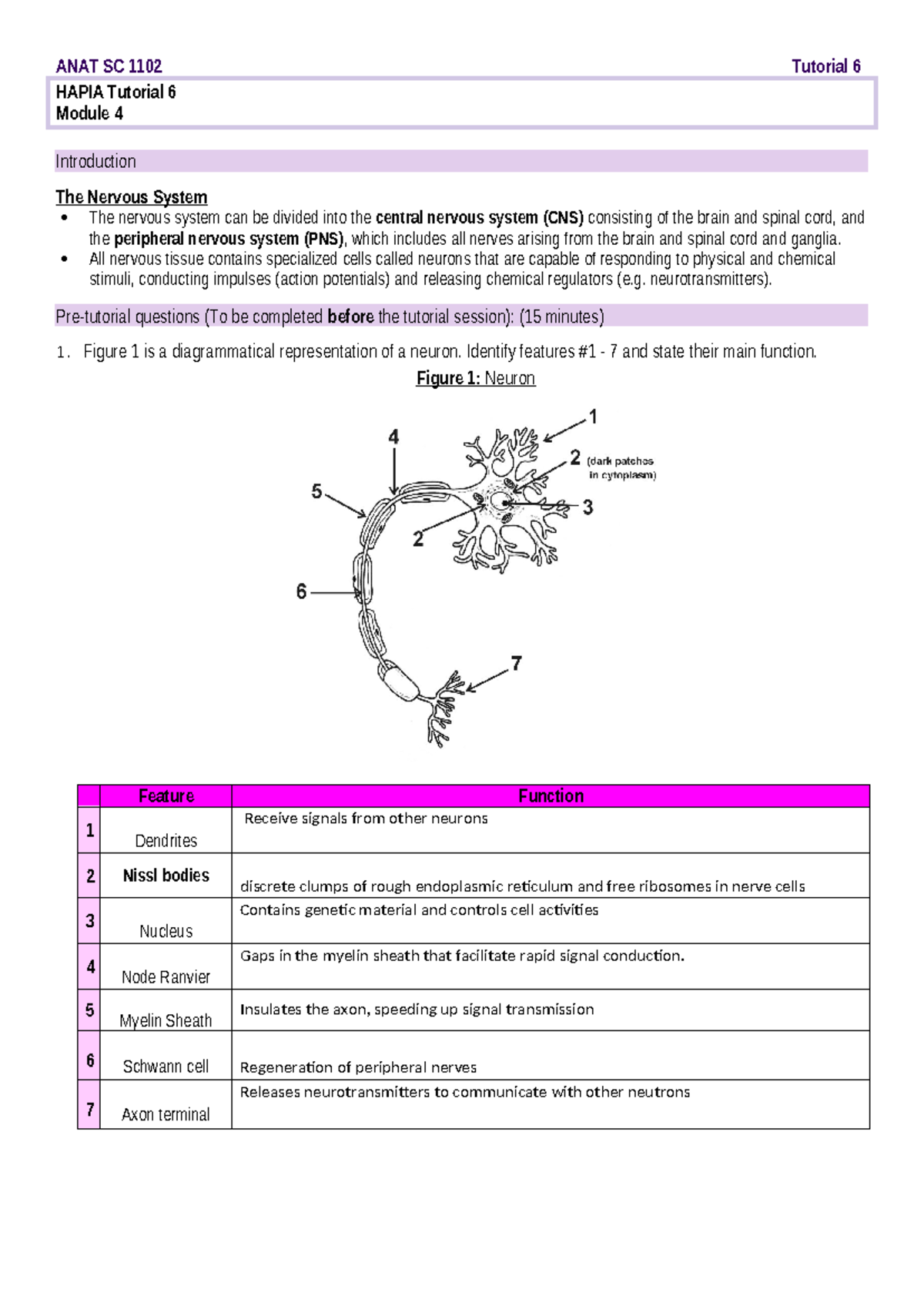 Hapia Tutorial 6 - HAPIA Tutorial 6 Module 4 Introduction The Nervous ...