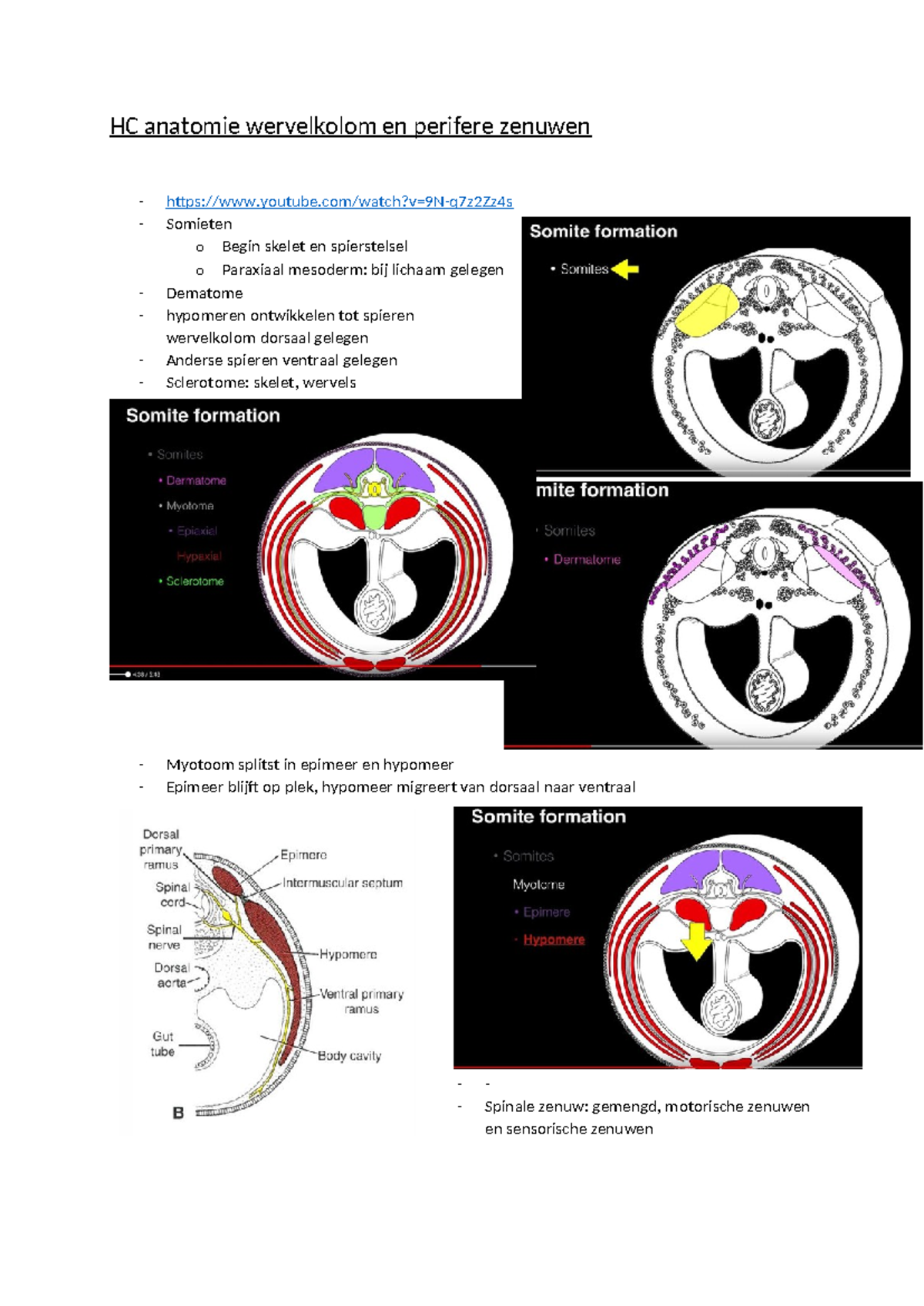Anatomie wervelkolom en perifere zenuwen - HC anatomie wervelkolom en ...