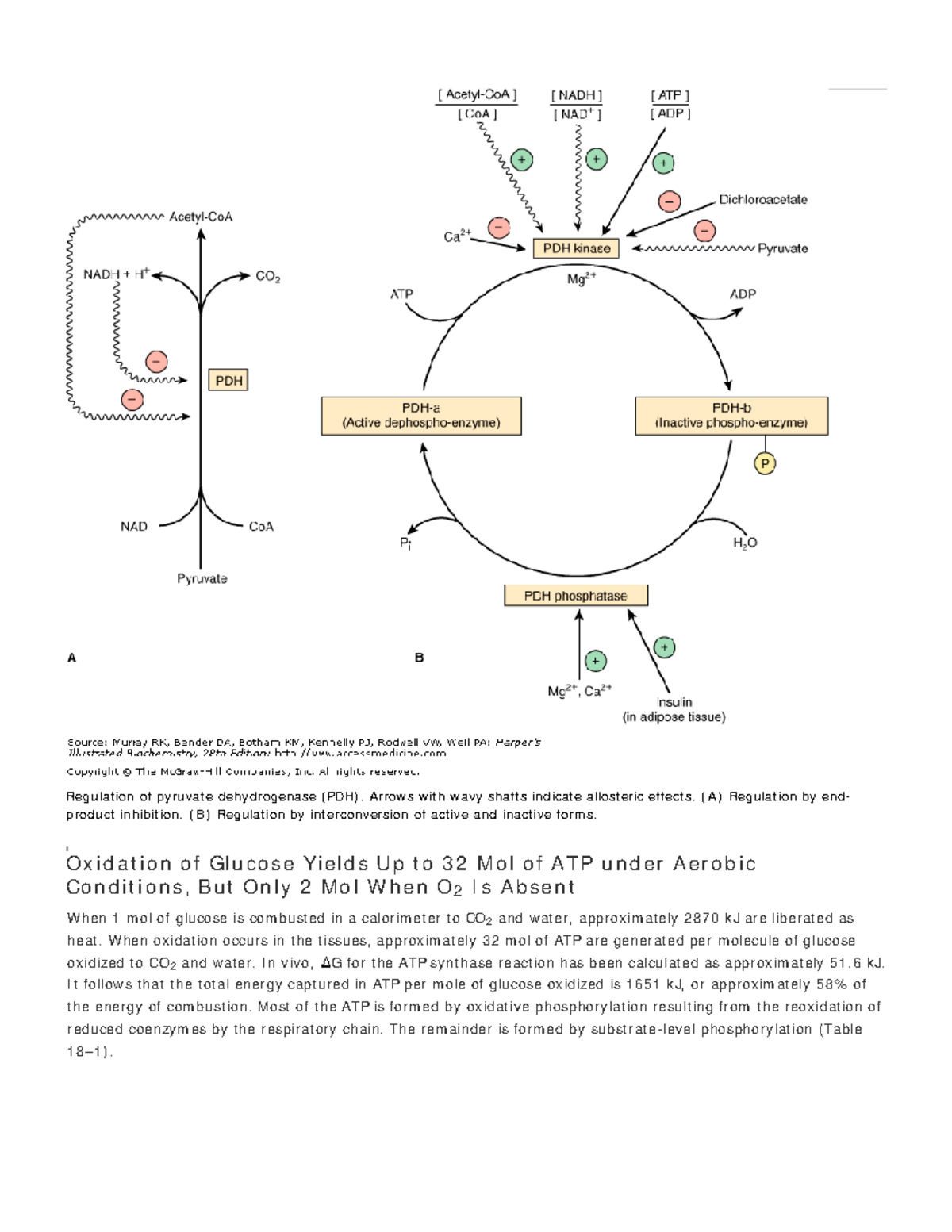Harpers illustrated biochemistry 28th edition 37 - Regulat ion of ...