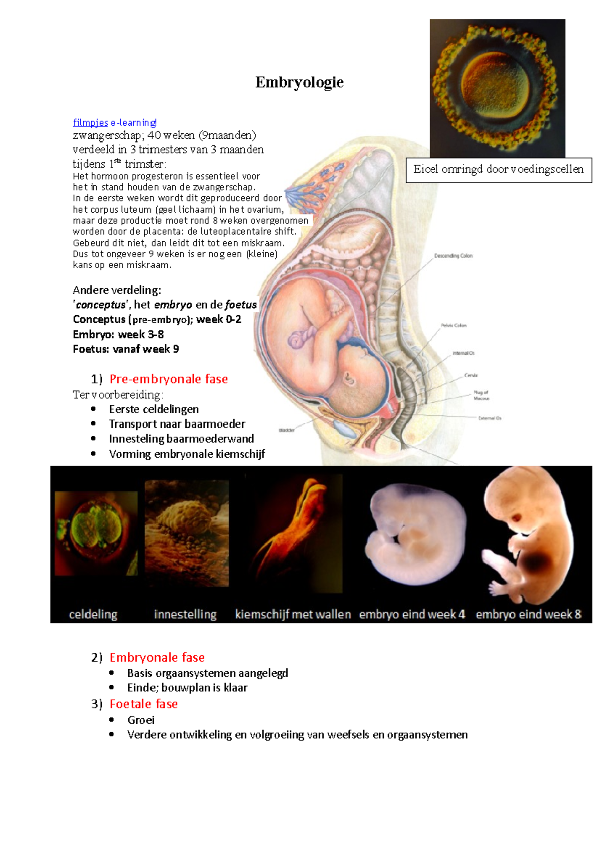 Embryologie - Embryologie filmpjes e-learning! zwangerschap; 40 weken ...