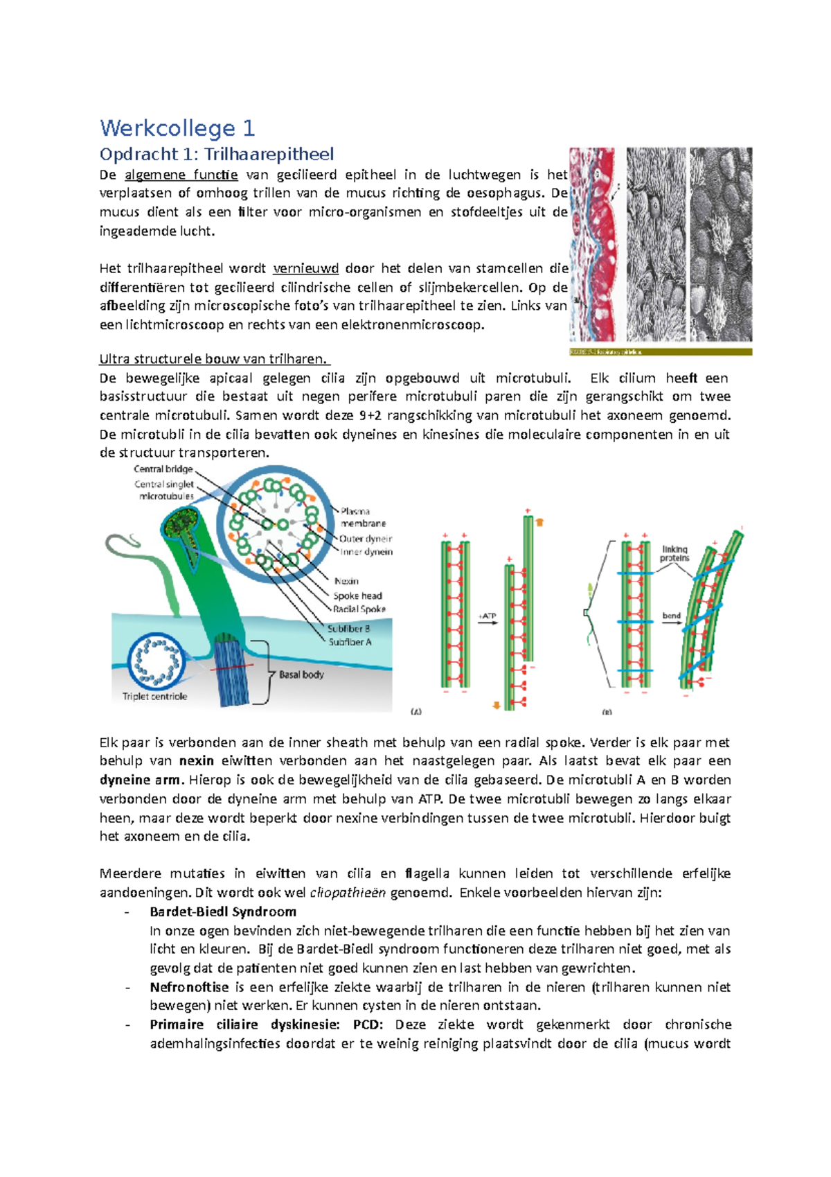 Werkcollege 1 t/m 4 - Werkcollege 1 Opdracht 1: Trilhaarepitheel De ...