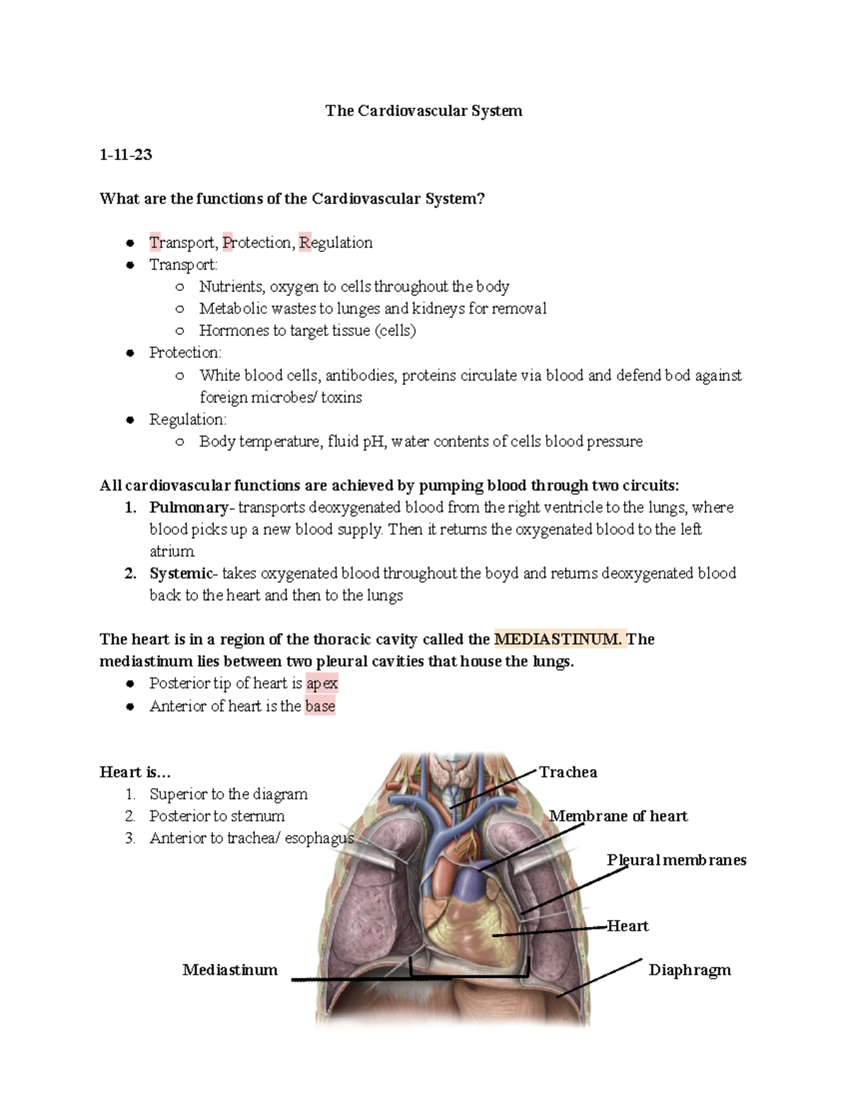 Bio163 Cardiovascular System - The Cardiovascular System 1-11- What are ...