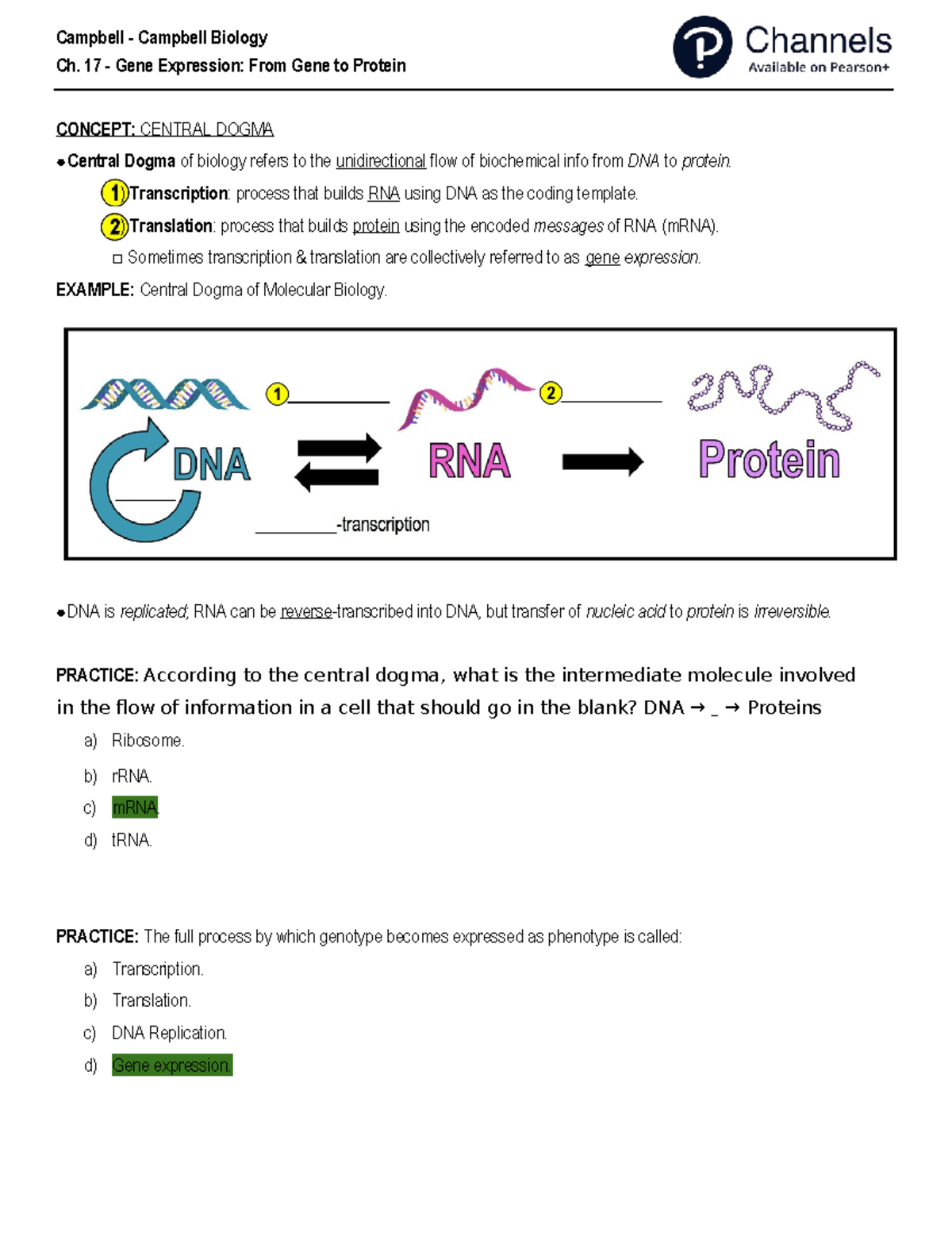 (PV) Ch 17-Gene - 12366444. 17 - Gene Expression From Gene to Protein ...